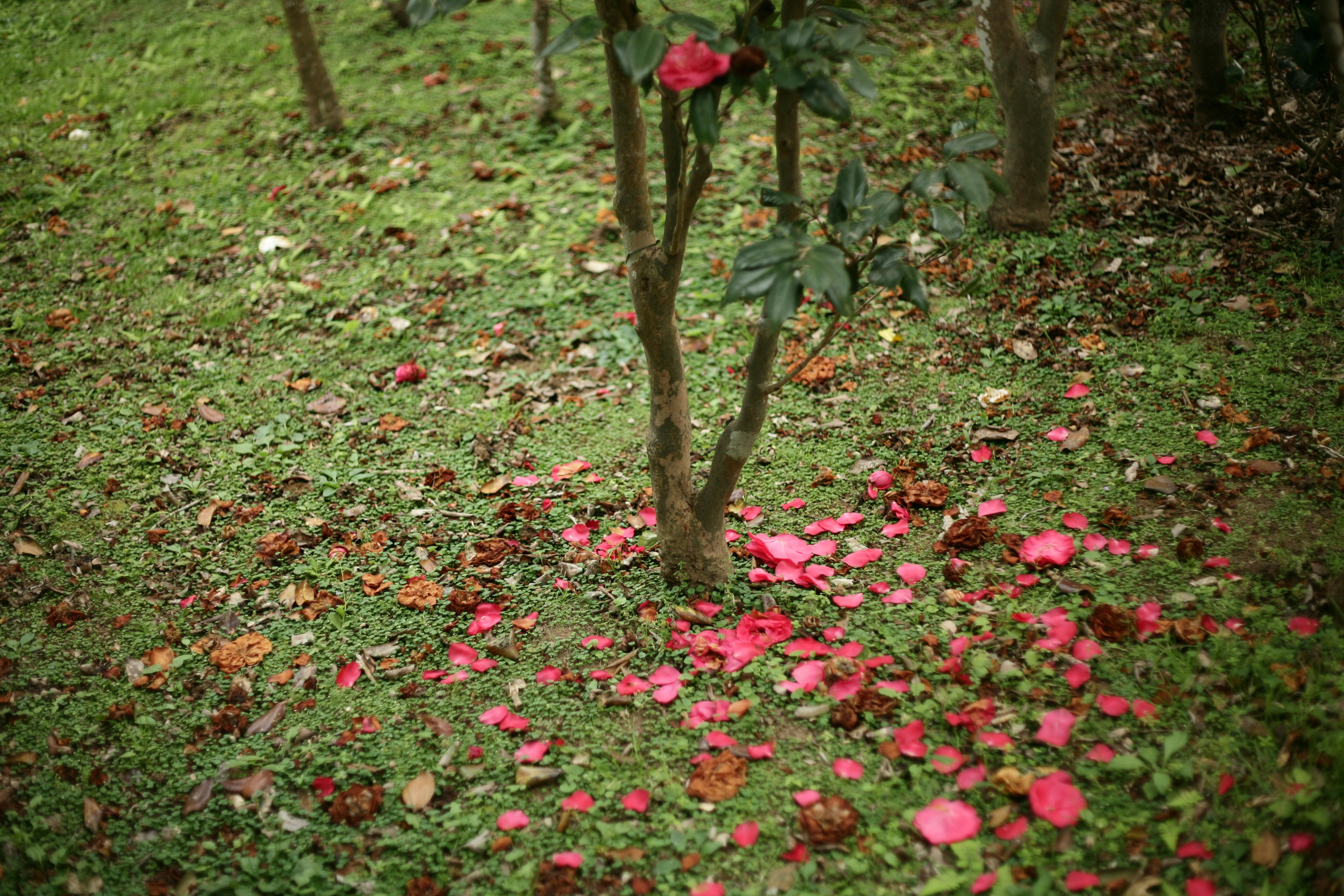 Crimson Confetti on Moss Beneath the Rose Grove