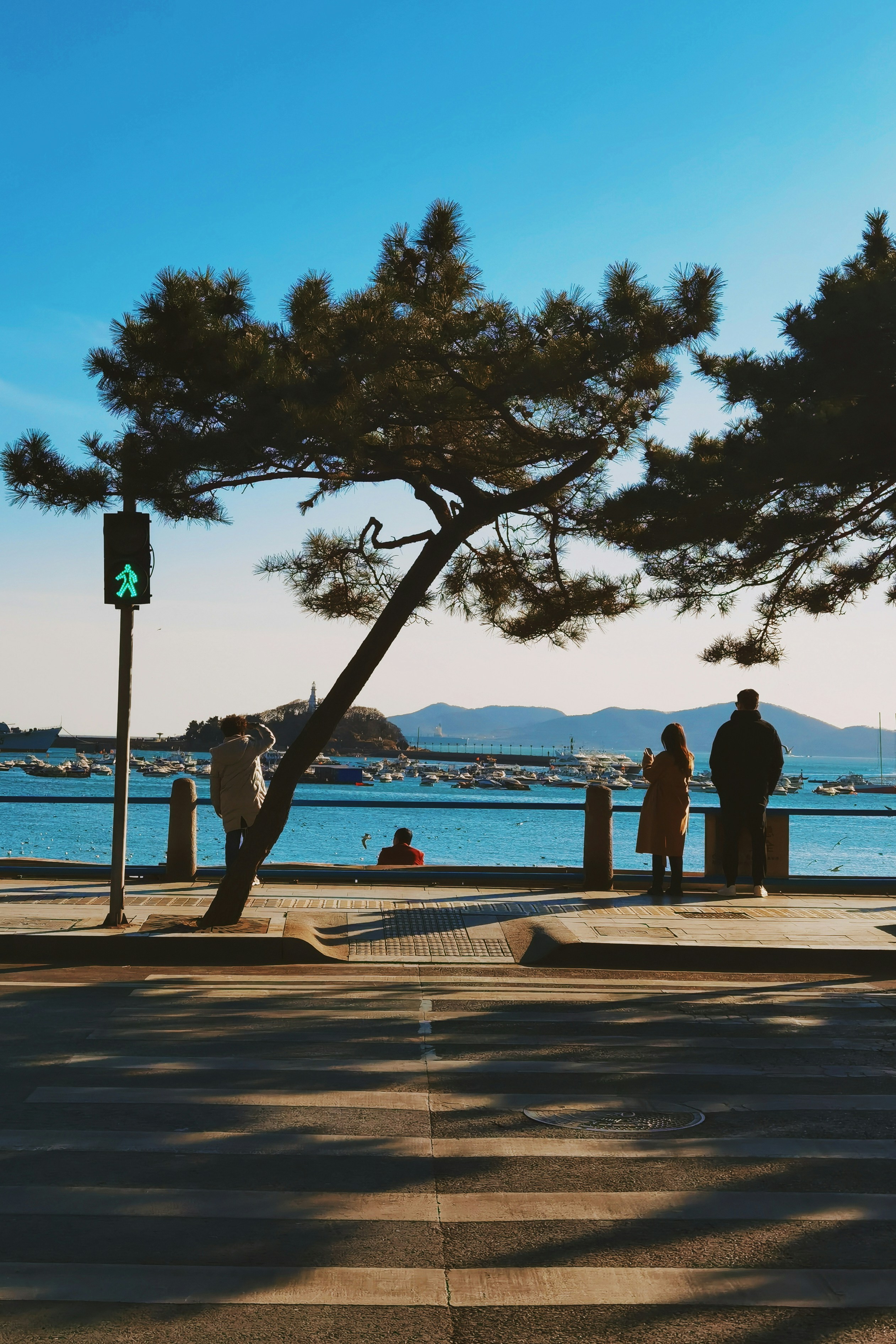 Harborside Lean: The Pine That Bends Over a Tranquil Seaside Promenade