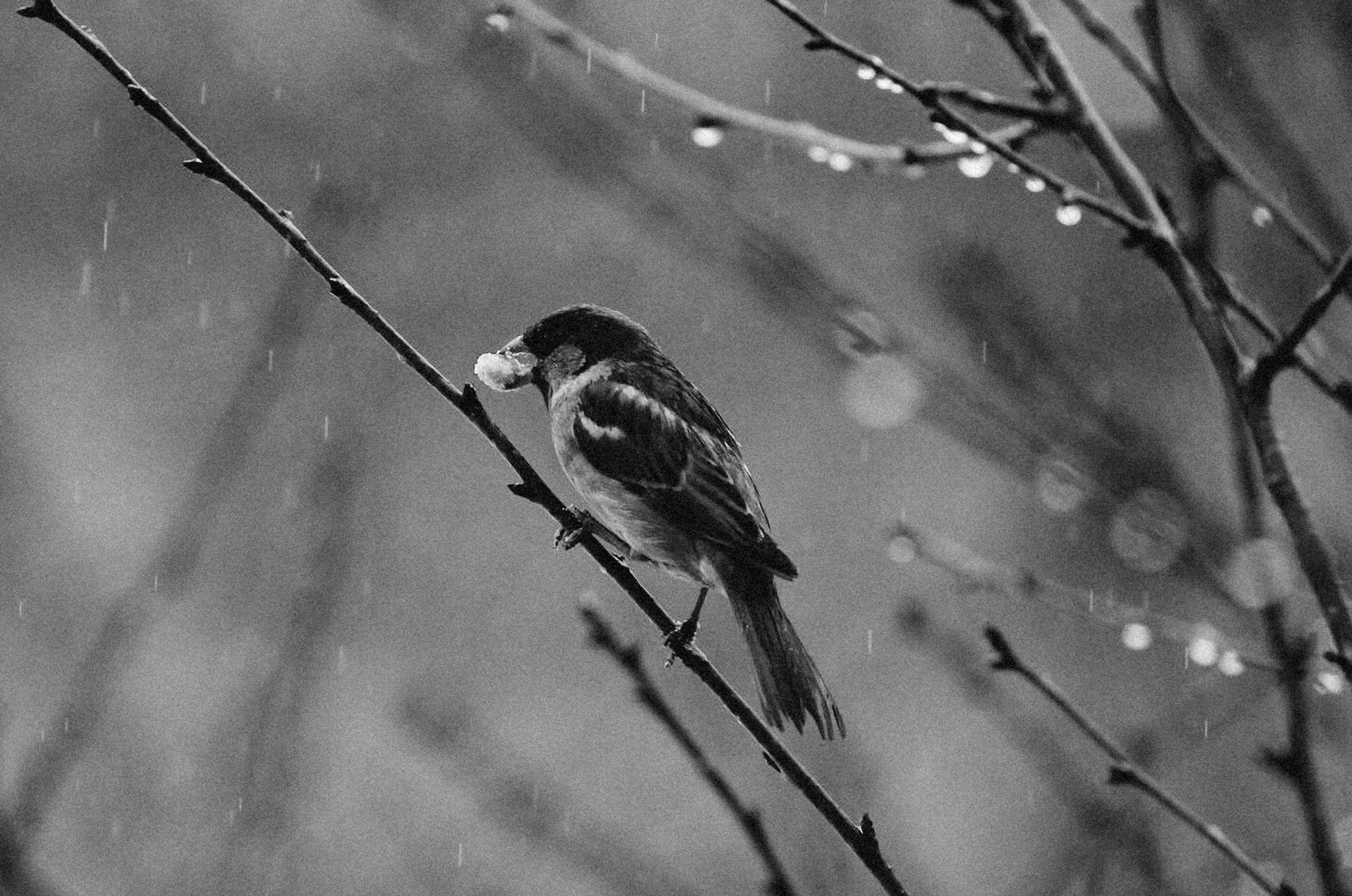 Rain-Silhouetted Perch: A Sparrow in Monochrome