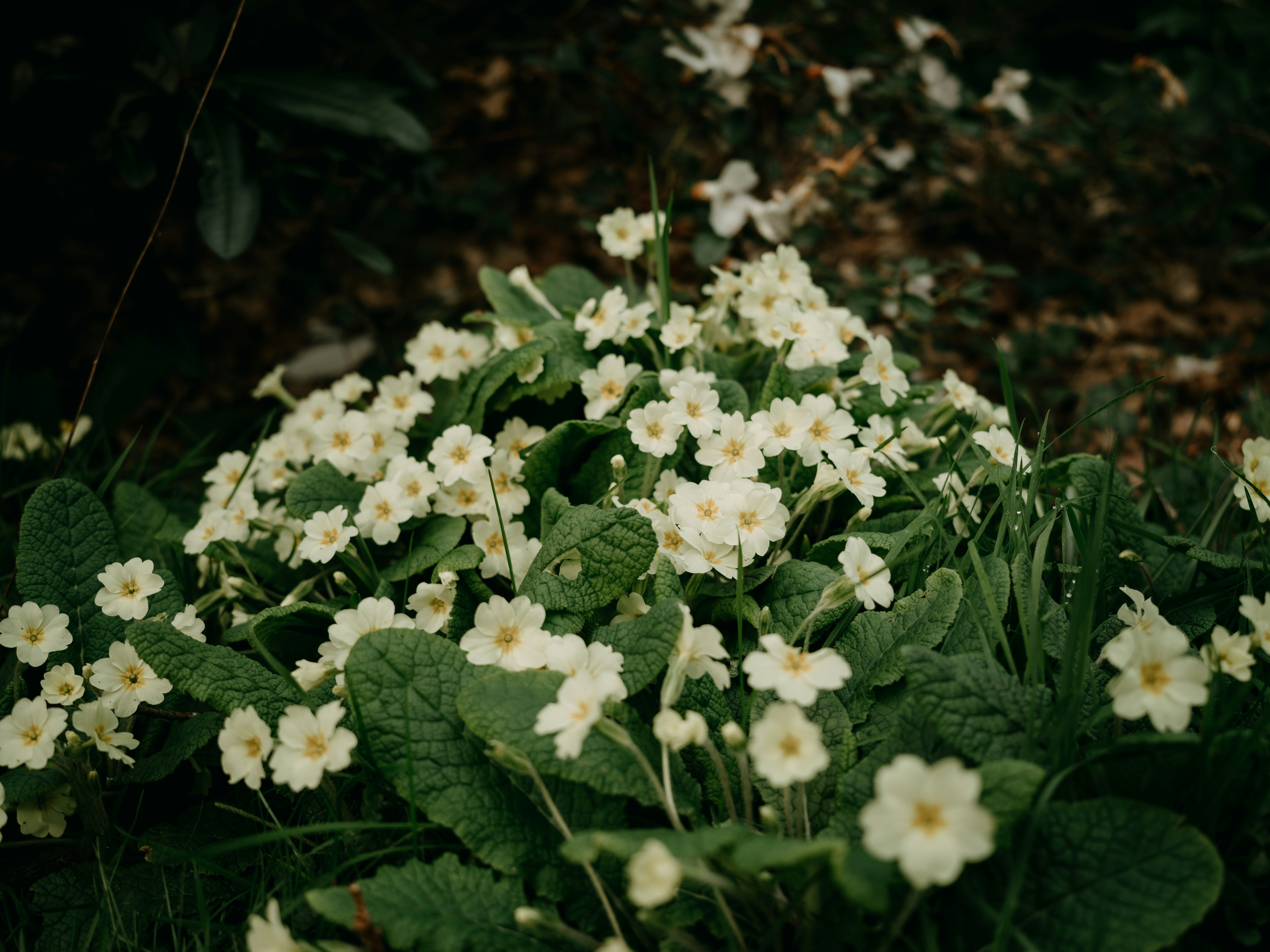 Delicate white flowers bloom amidst lush green leaves in a serene forest setting.