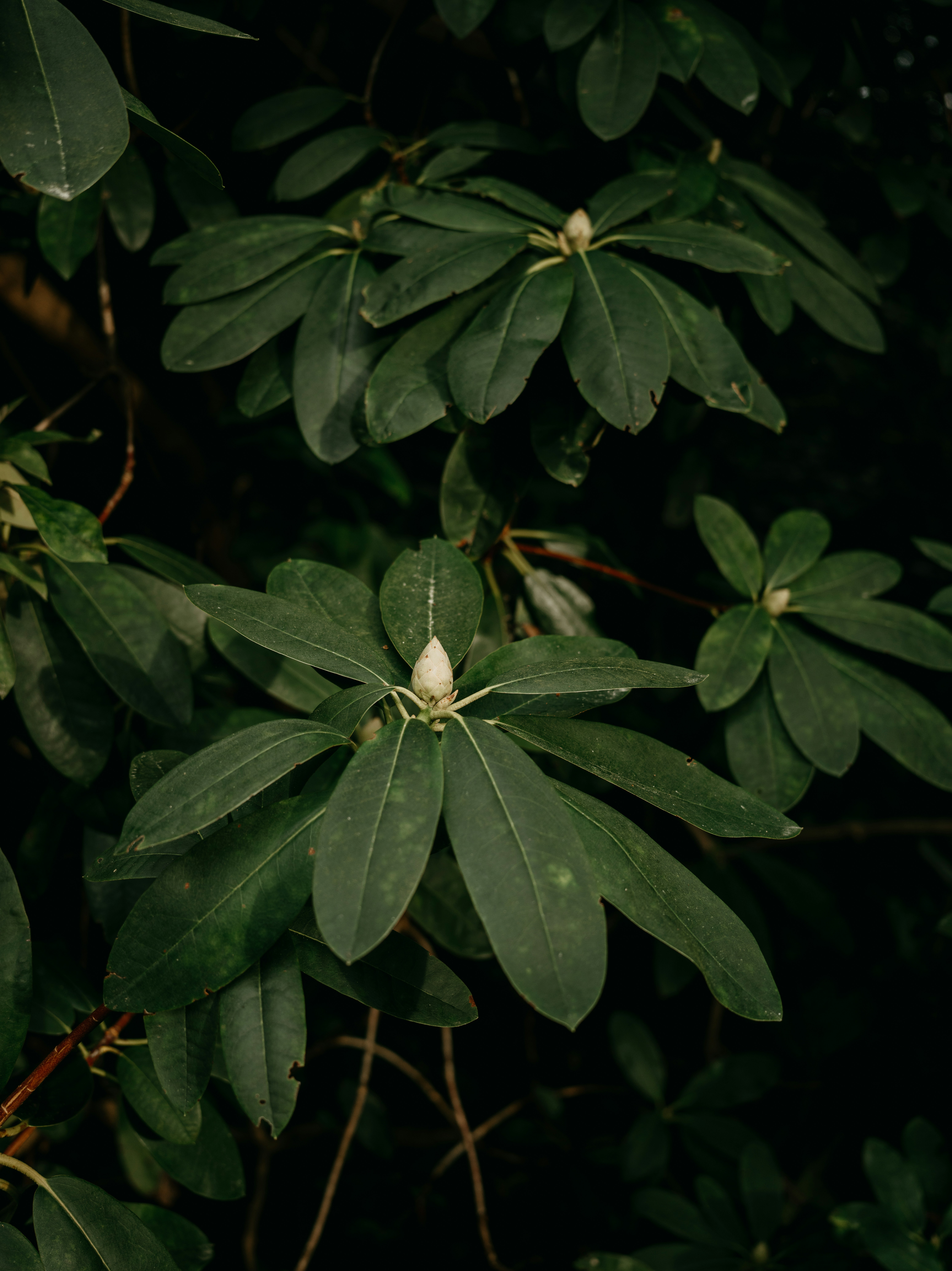 Close-up of lush green leaves with a developing bud, showcasing the intricate details of nature's growth.