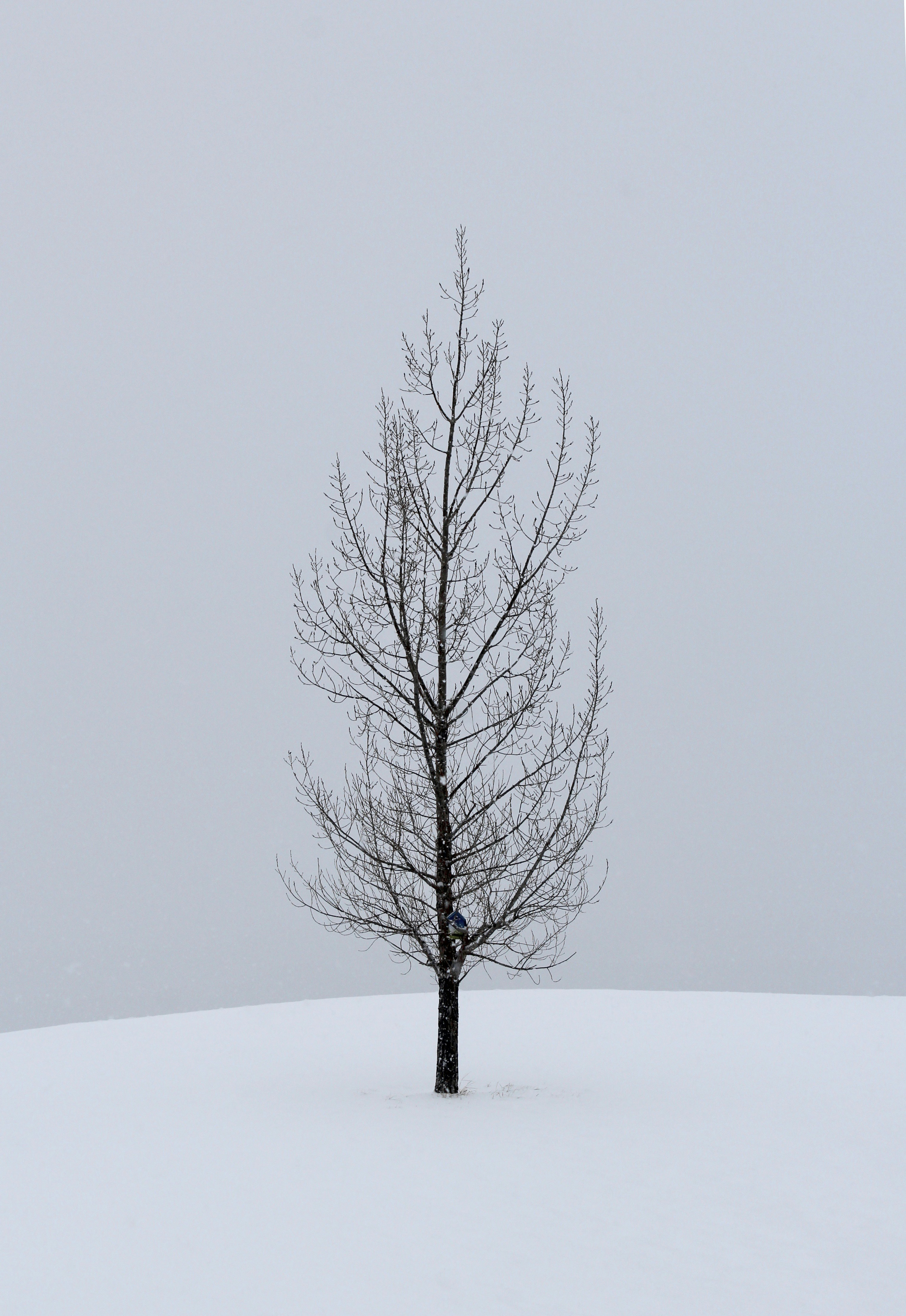 One Last Snowfall