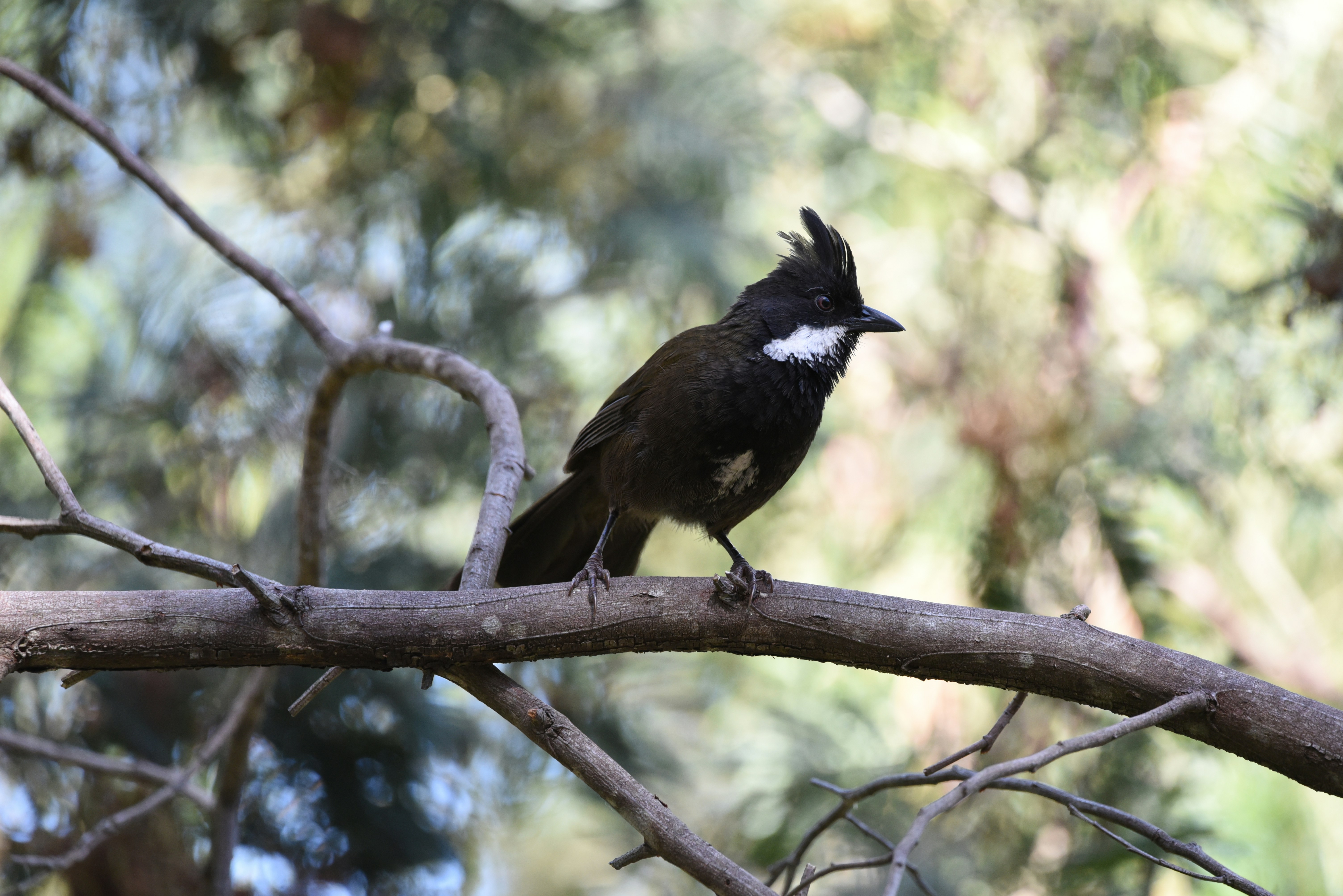 A black and white bird perched on a tree branch photo – Free ...