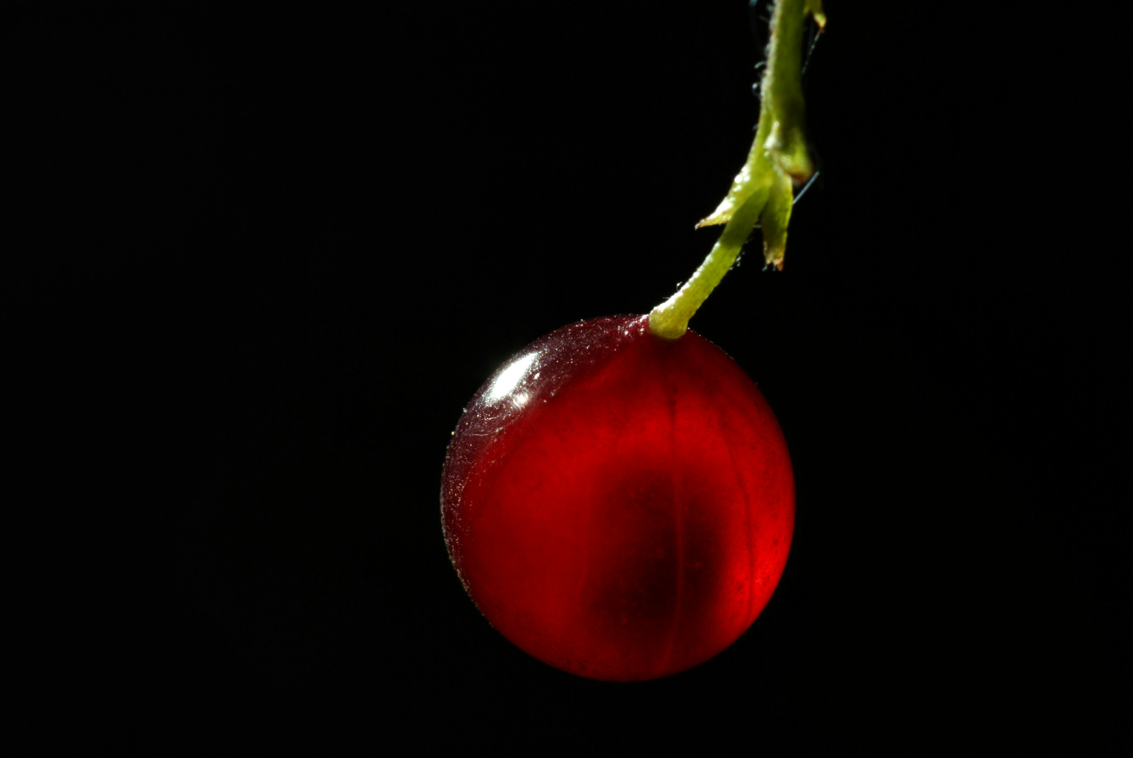 A glossy crimson cherry hangs by a thin stem against a pure black background, isolated to emphasize color and form. This photograph isolates the fruit to emphasize color, texture, and light.