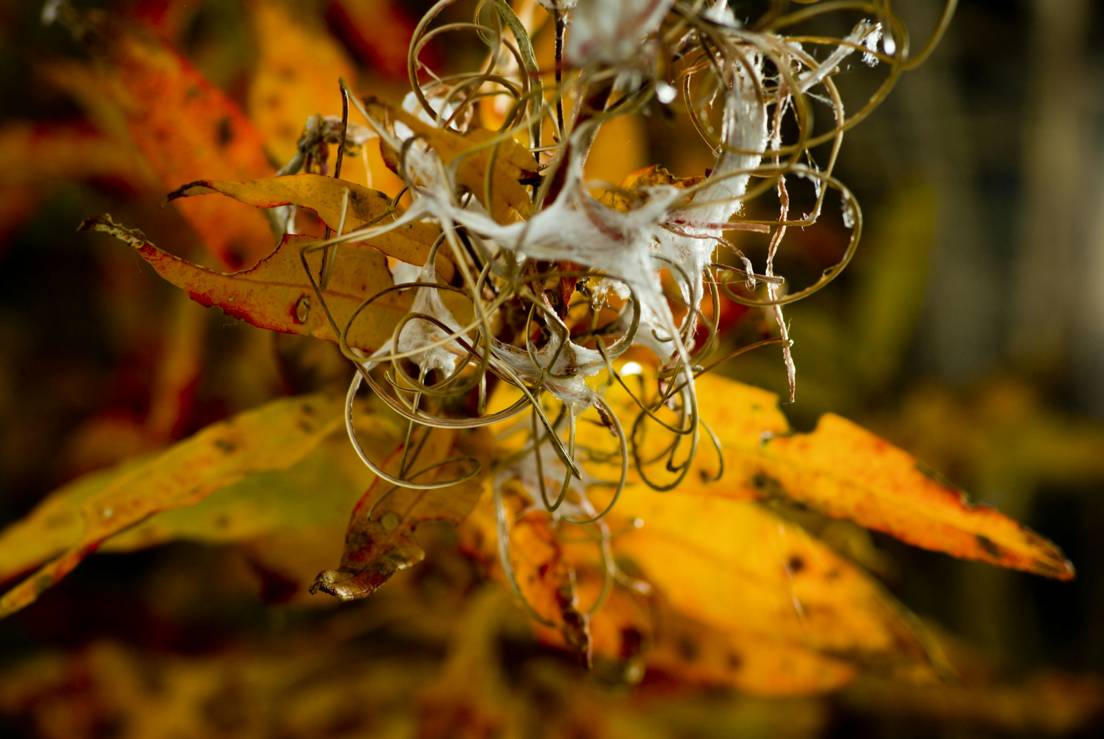 Close-up of tangled, delicate plant fibers amidst vibrant autumn leaves. The scene captures the intricate beauty of nature's seasonal transition.