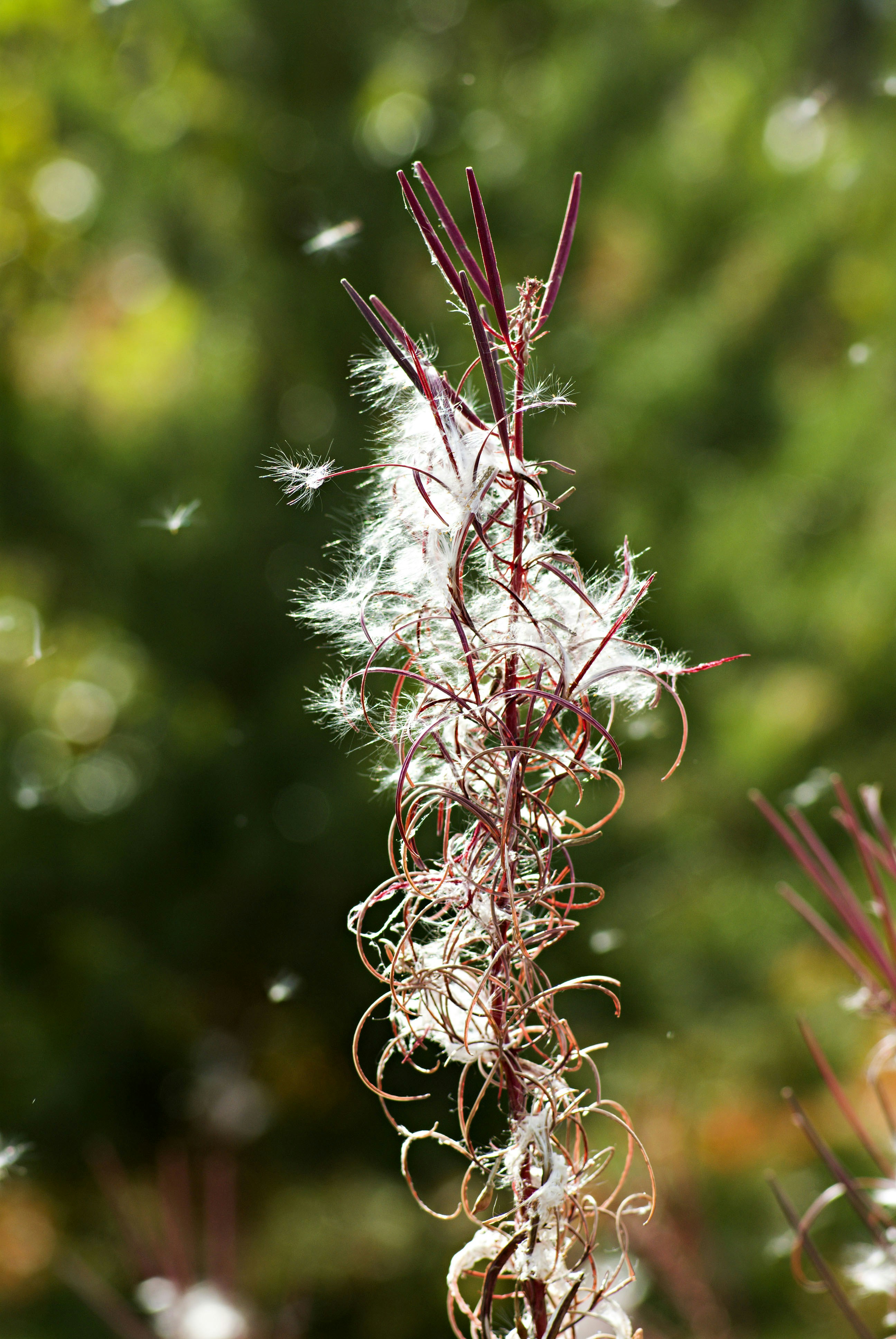 Crimson Stem Unfurls a Fuzzy Seed Parade in Spring Light