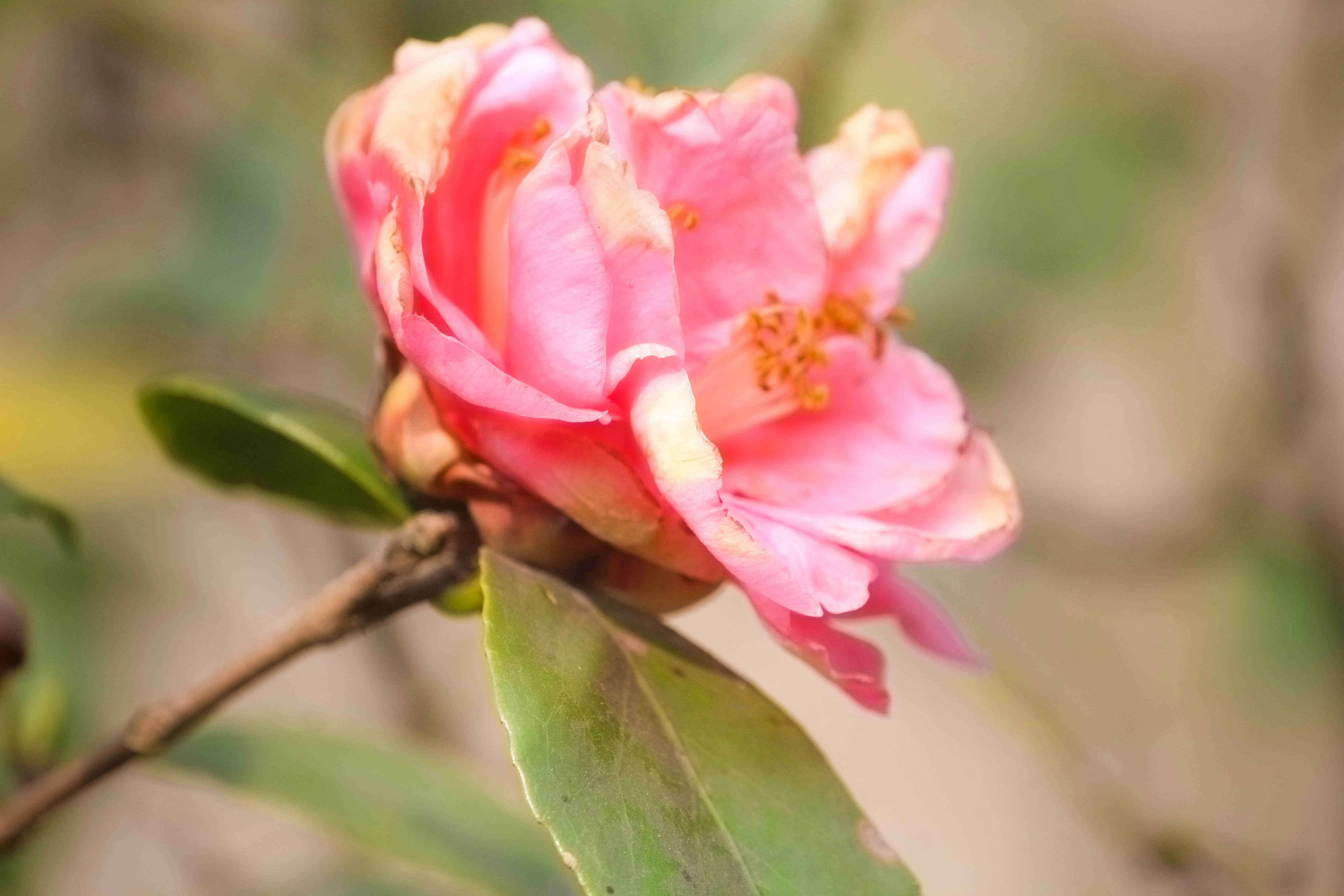 Pink camellia flower blooms gracefully amidst green leaves, showcasing its intricate petals and vibrant color.