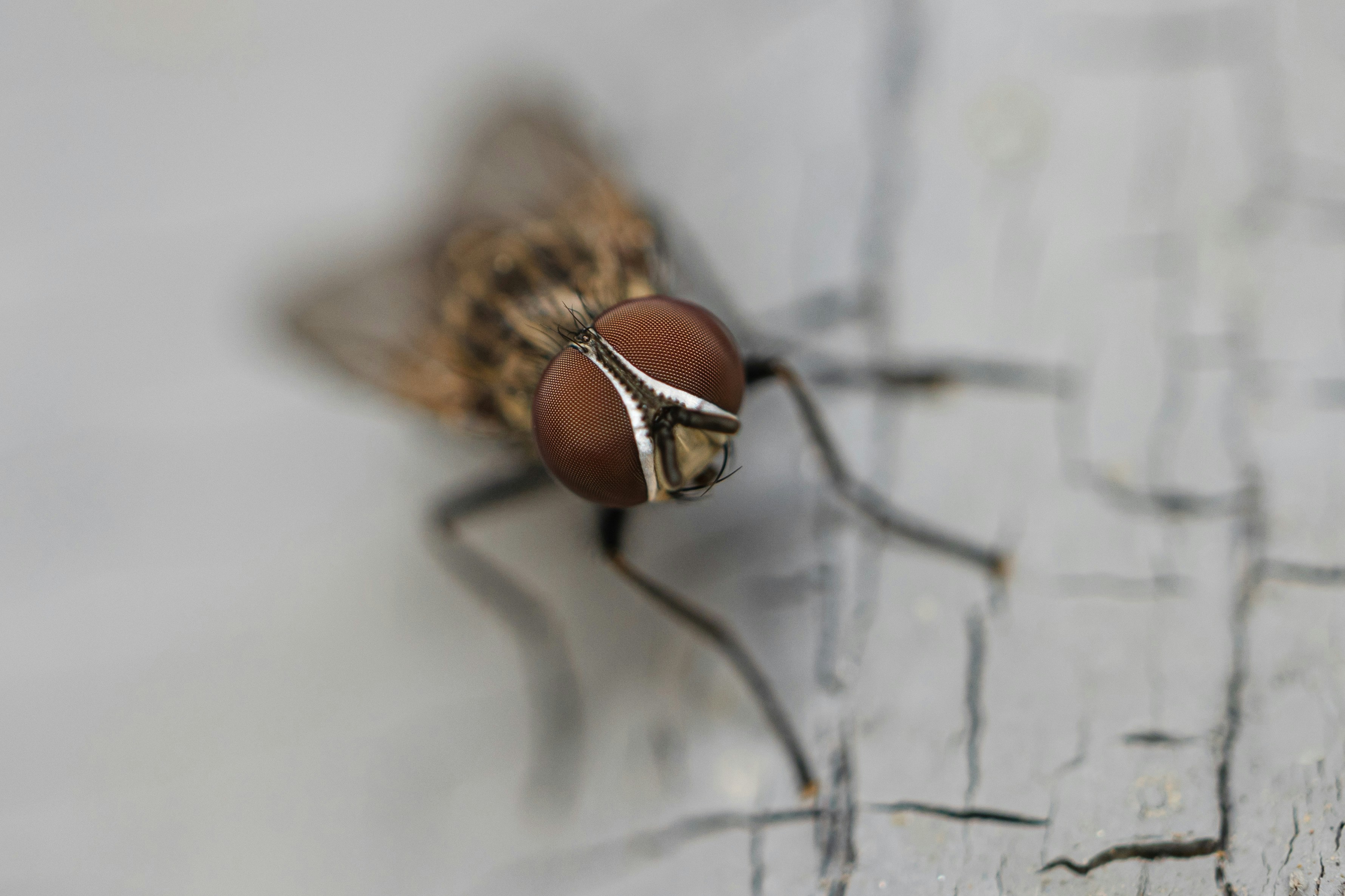 Un primer plano de una mosca en un trozo de madera foto – Imagen de ...
