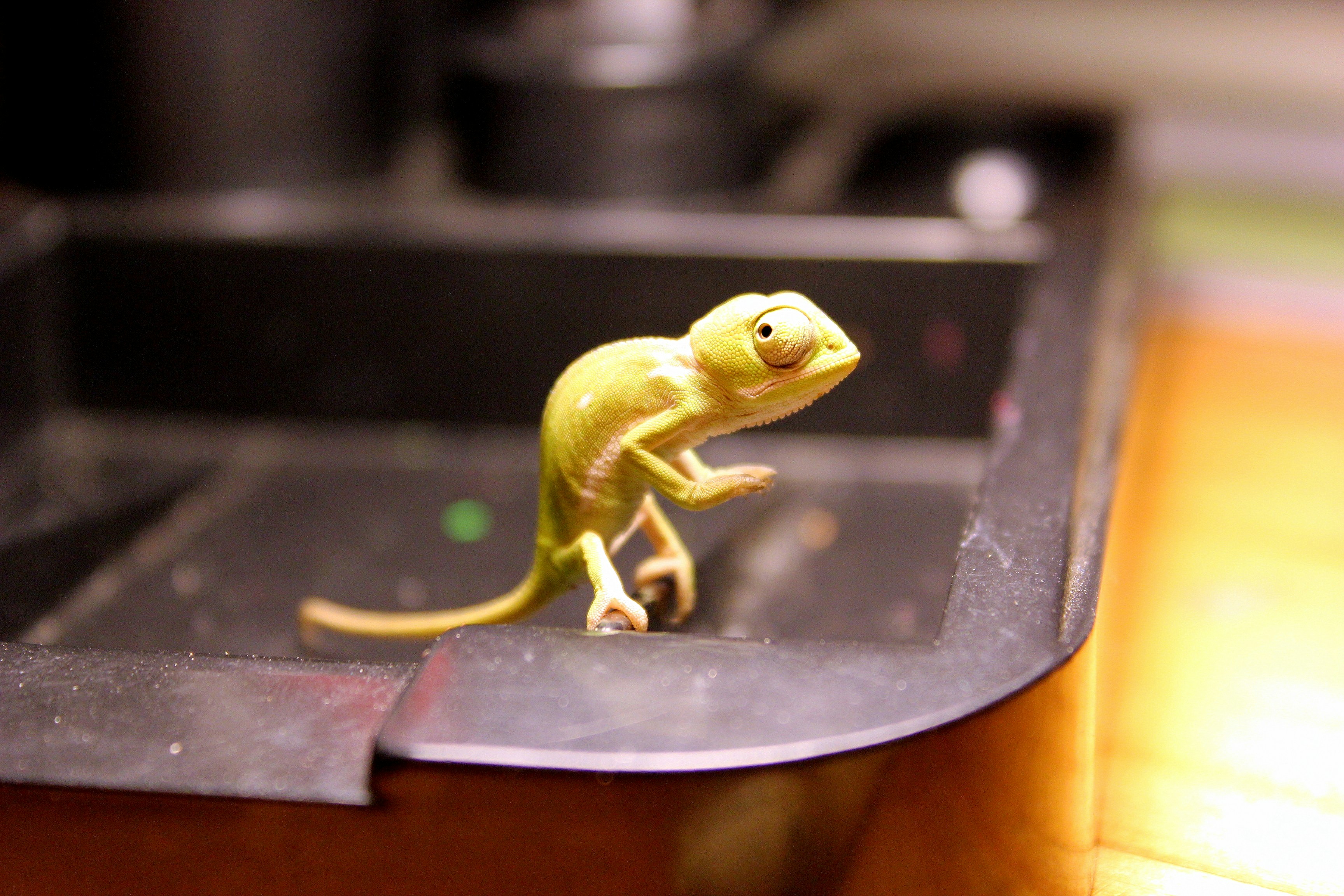A vibrant green chameleon poised on the edge of a black tray, showcasing its unique posture and inquisitive expression.