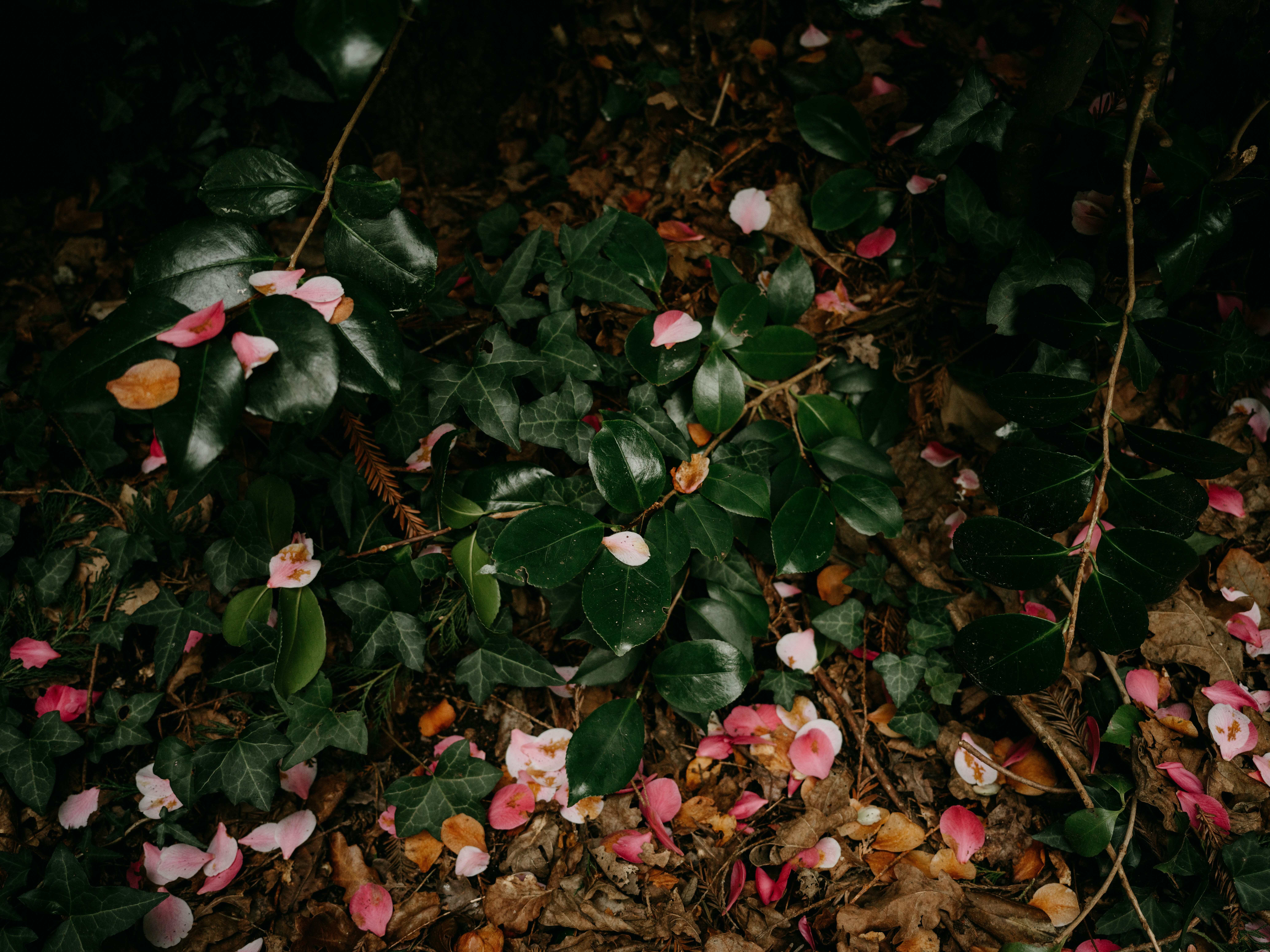 Petals in the Shadowed Understory