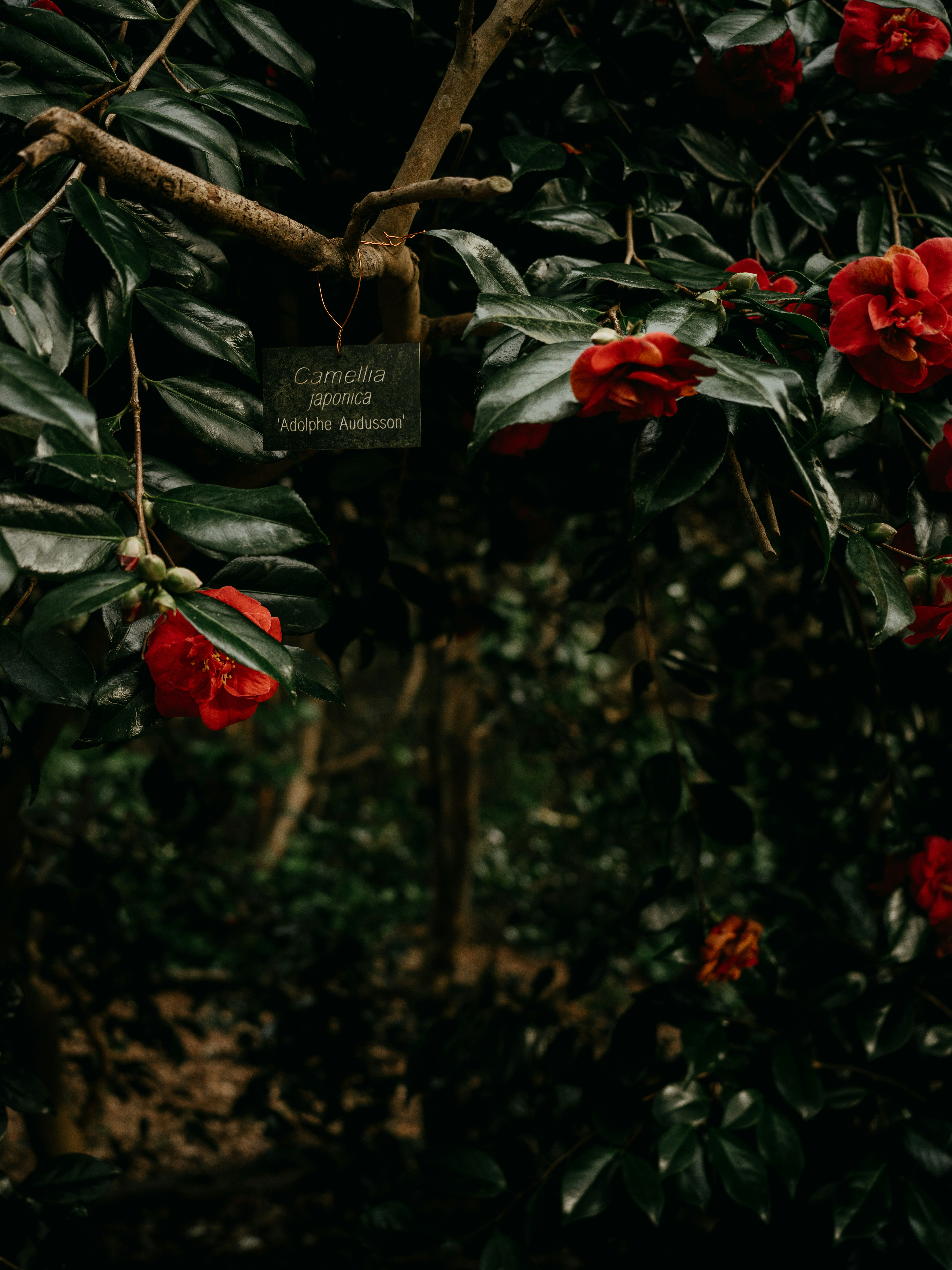 Fleurs rouges poussant sur un arbre dans une forêt photo – Image ...
