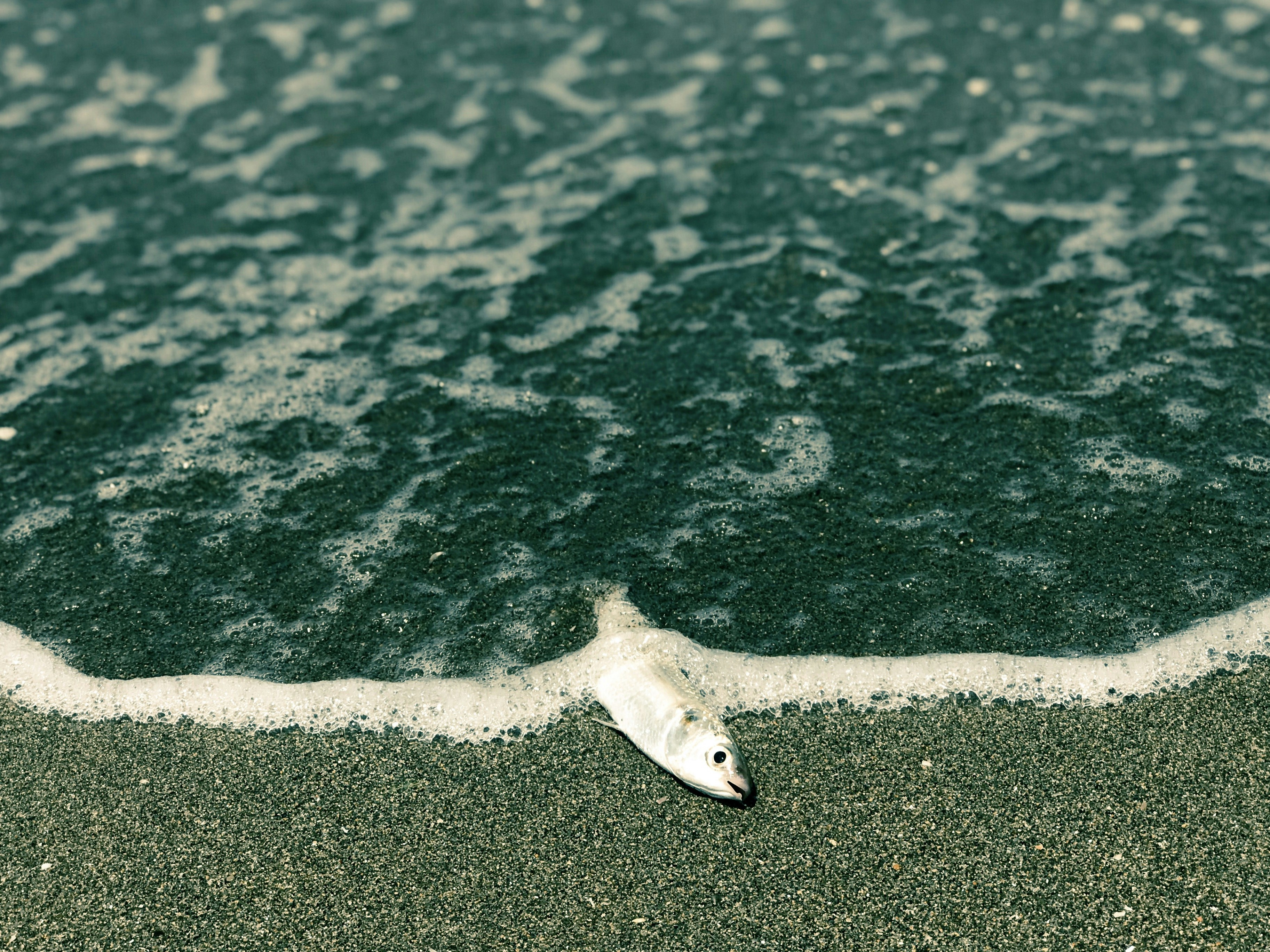 Littlest at the Tide's Edge