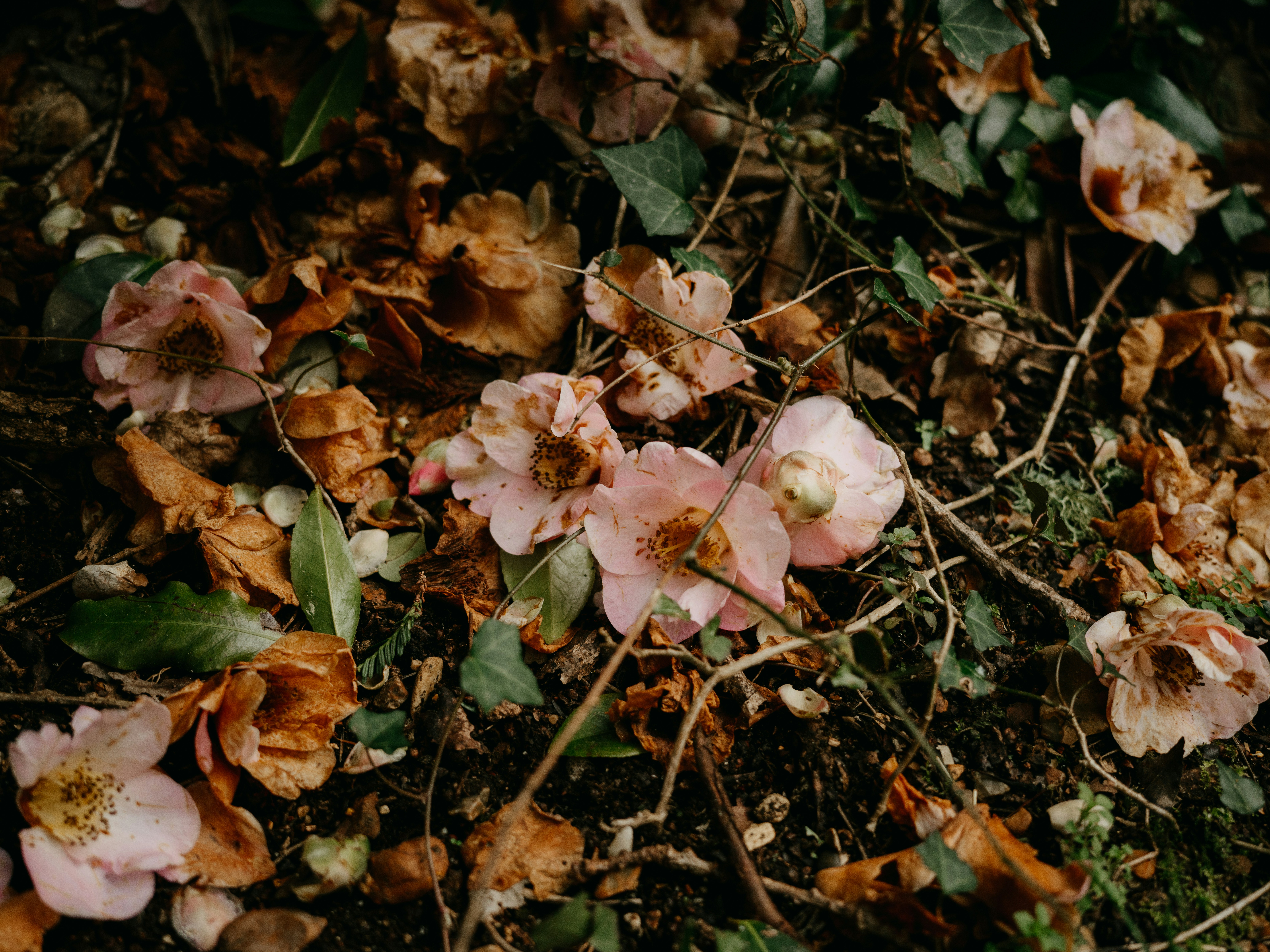Pastel Petals Among Fallen Leaves: A Quiet Moment on the Garden Floor