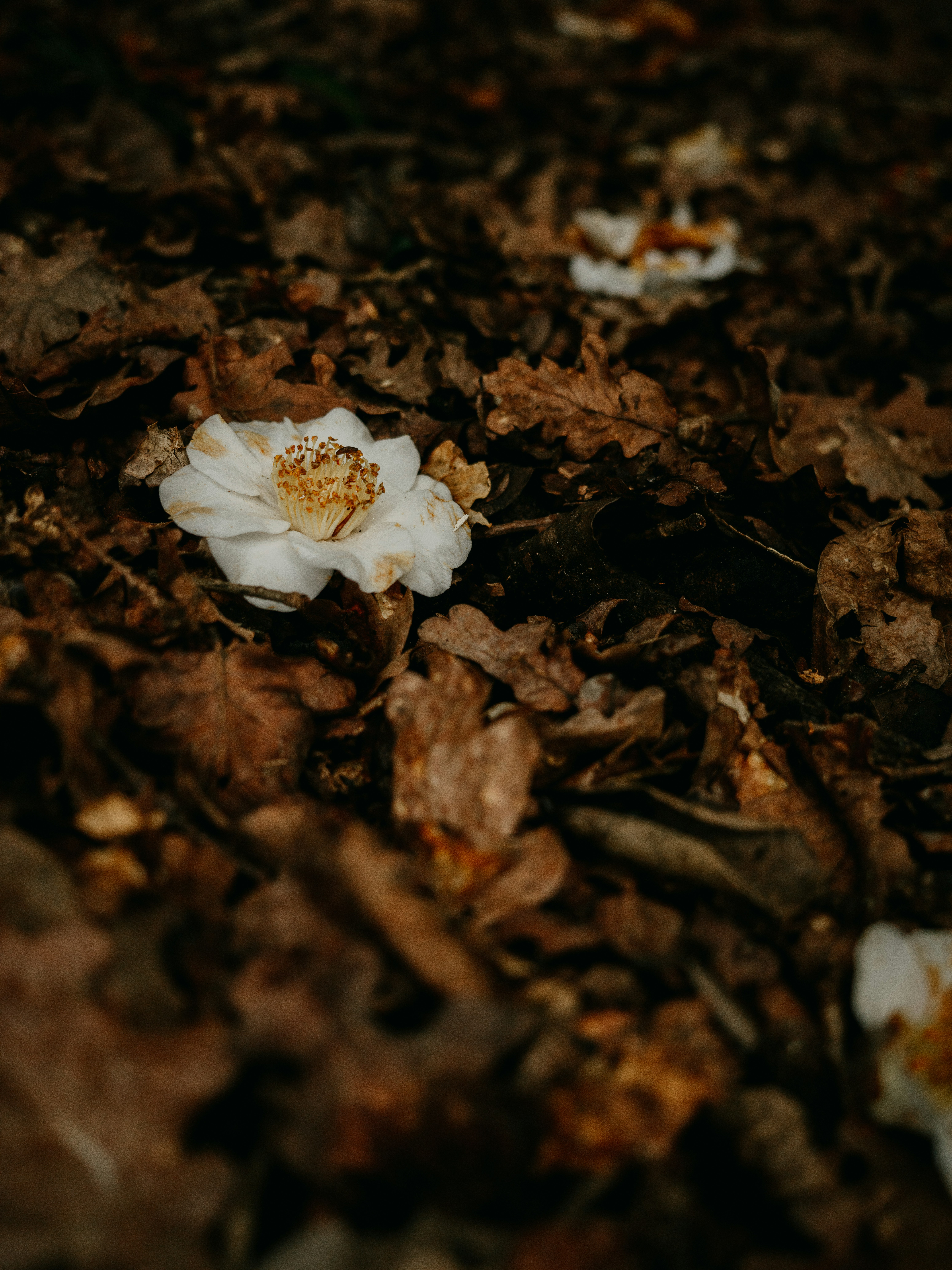 a flower that is laying on the ground