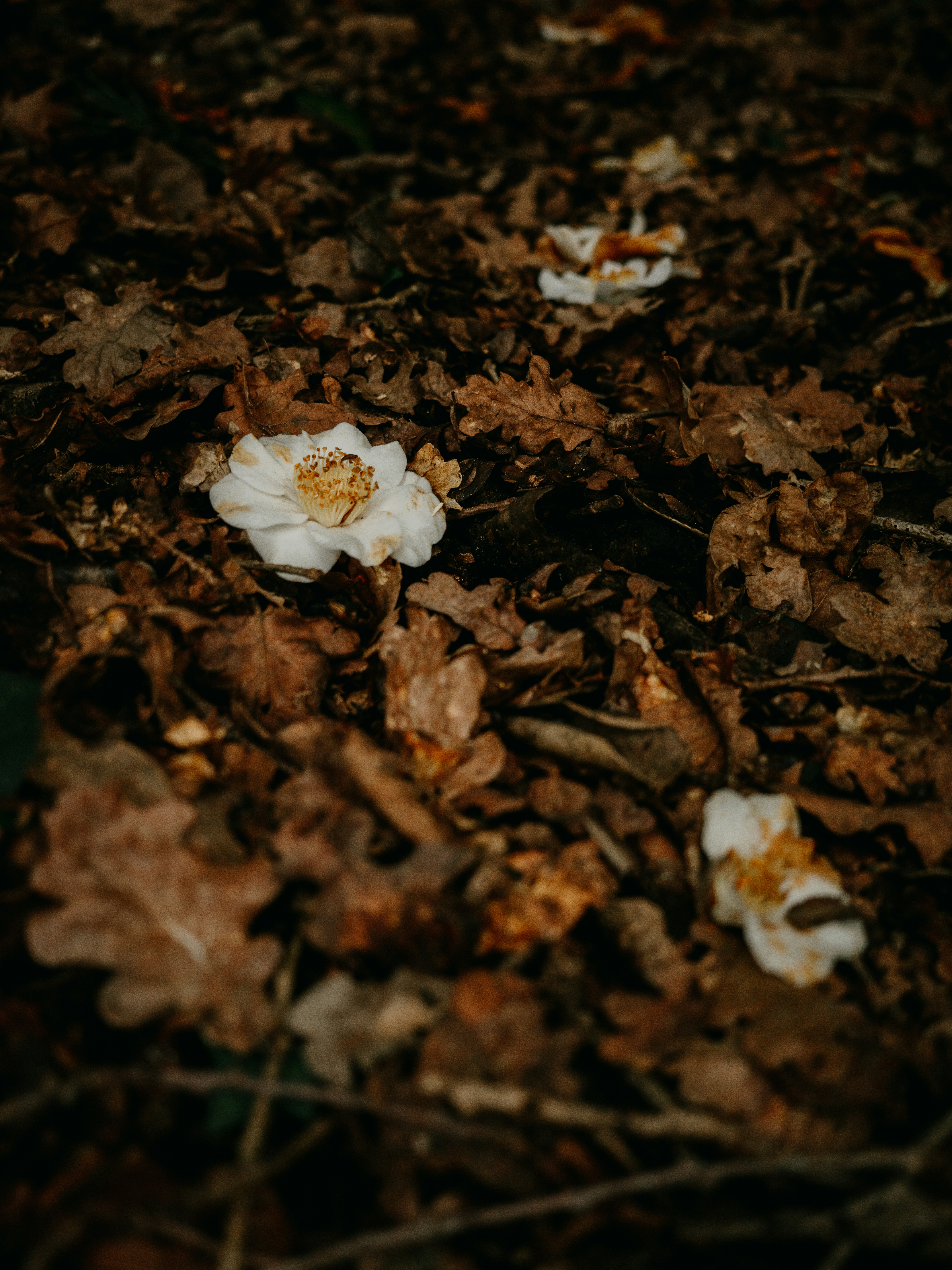 A delicate white flower rests among a bed of fallen oak leaves, embodying the contrast between life and decay in a forest setting.