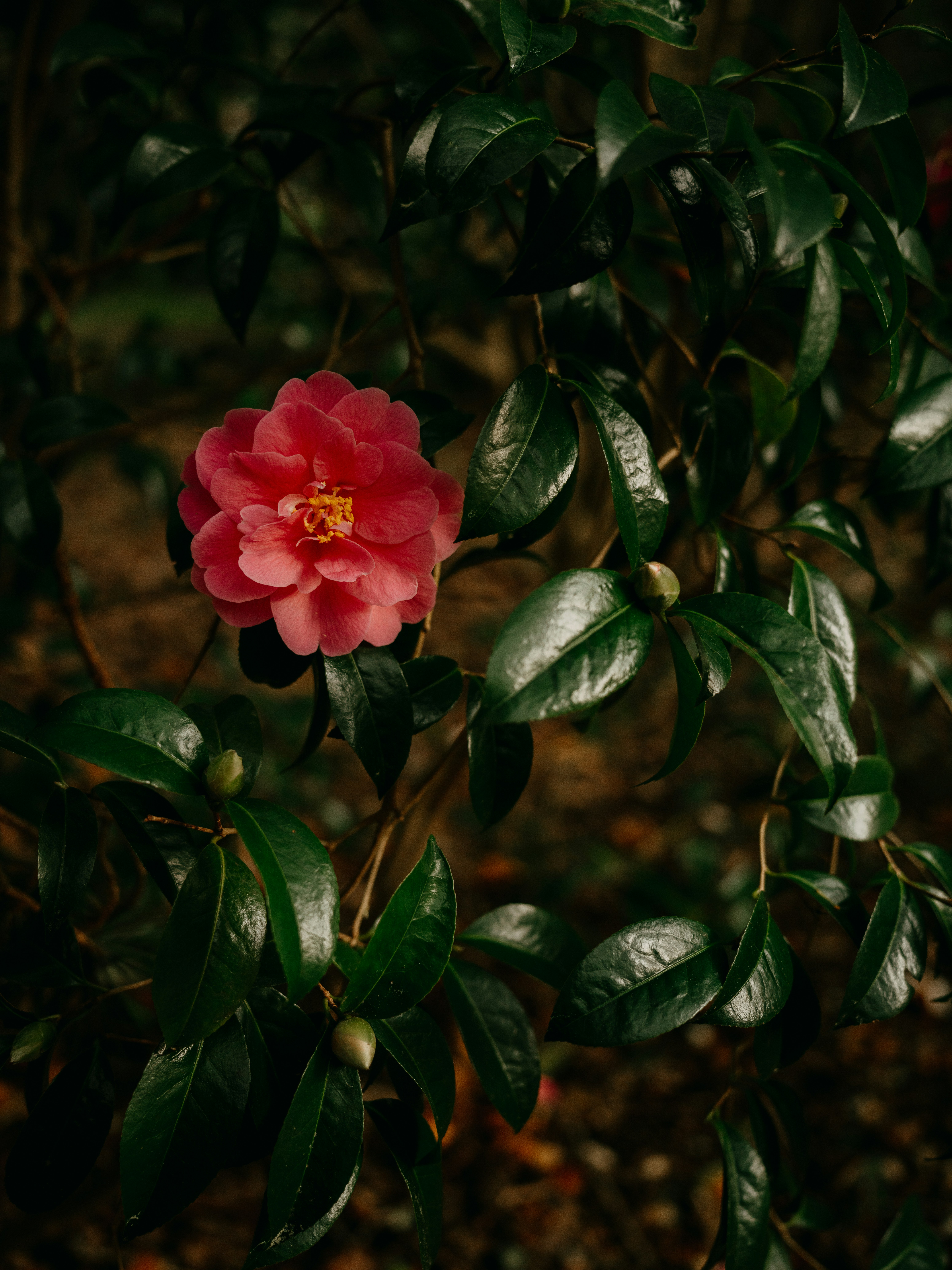Vibrant pink camellia flower nestled among lush green leaves, showcasing nature's delicate beauty.