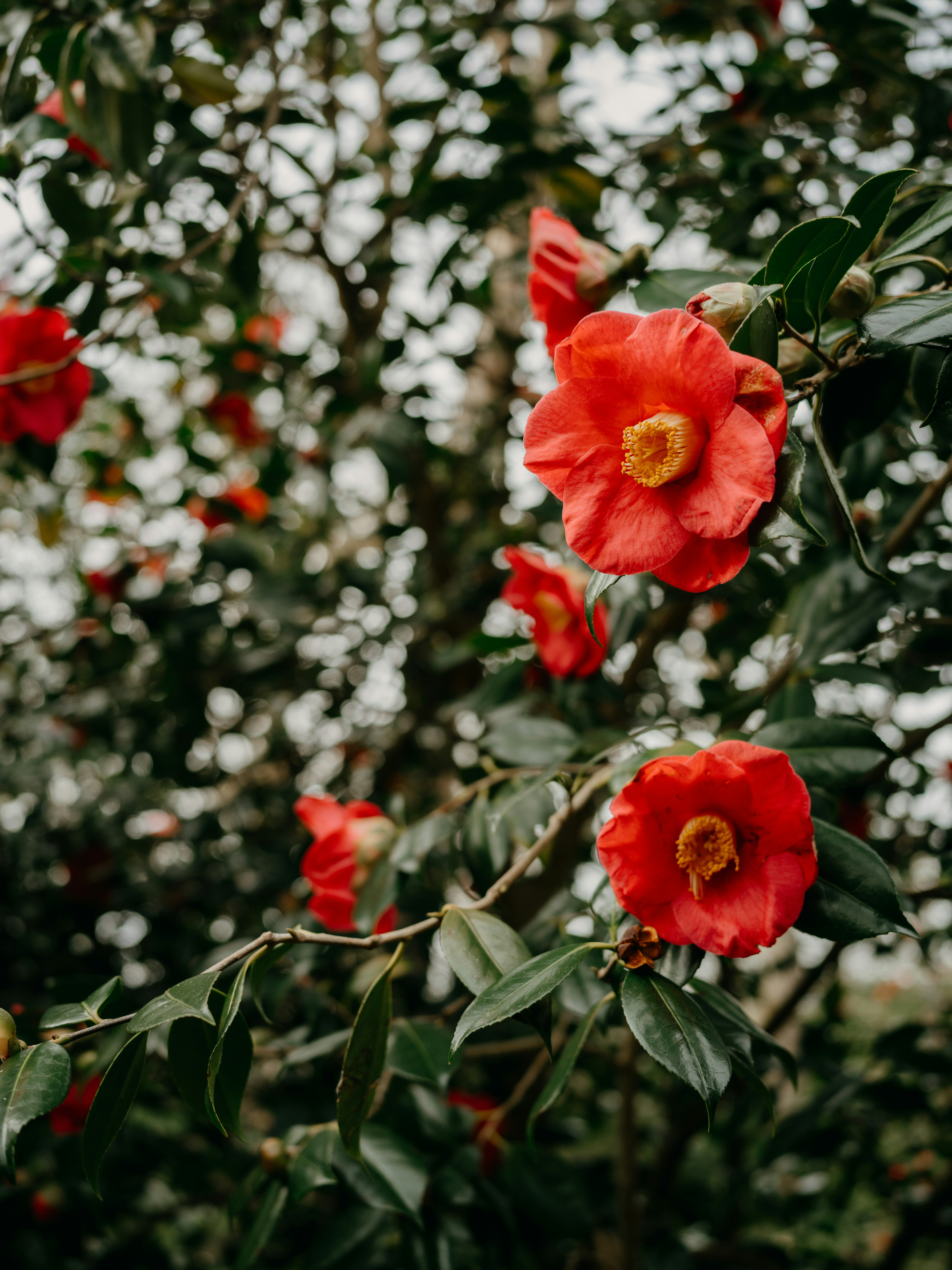 Un arbre aux fleurs rouges et aux feuilles vertes photo – Photo Plante ...