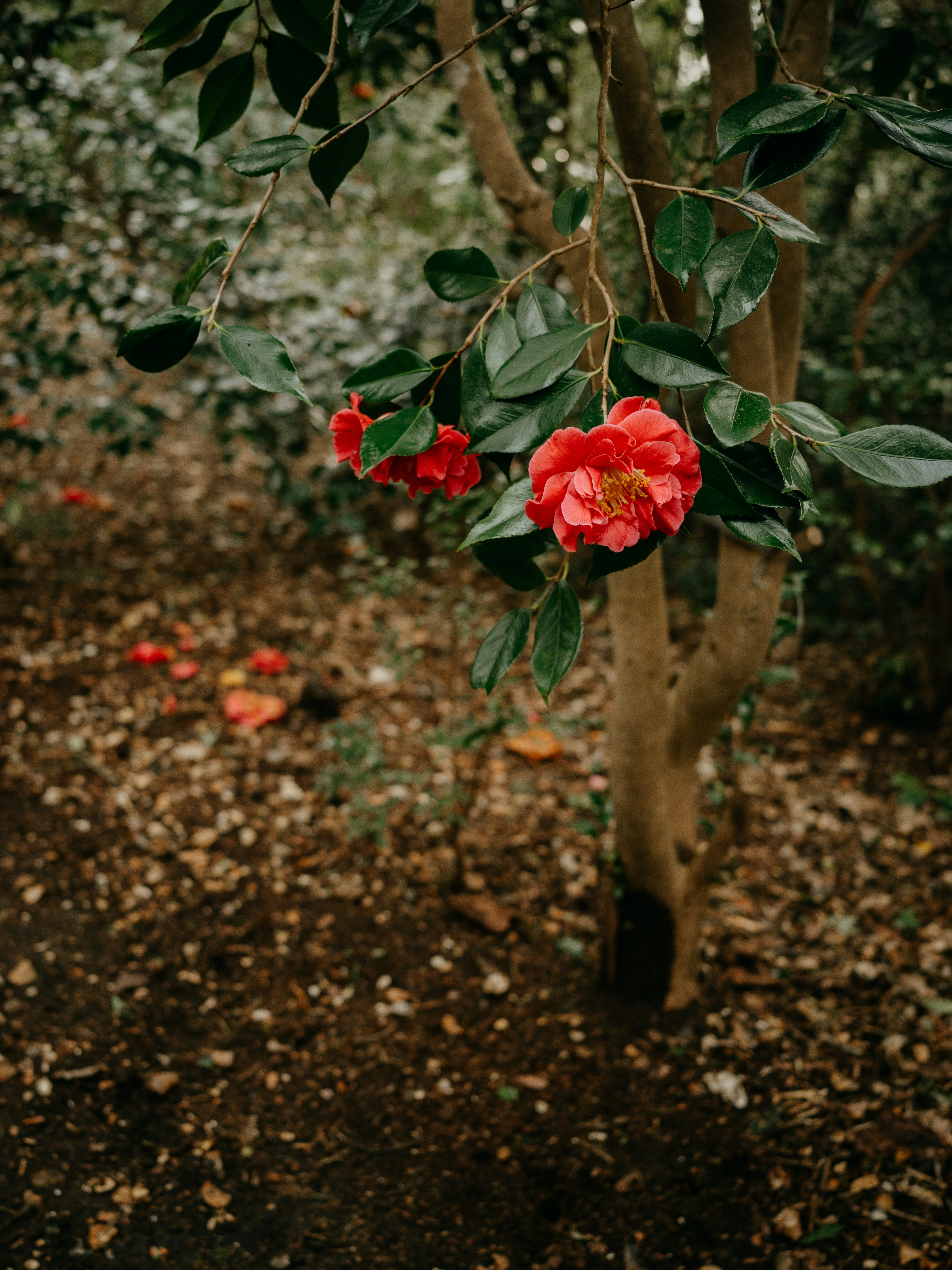 Red camellia blossom on a leafy shrub in a dim garden, with fallen petals scattered on the soil.
