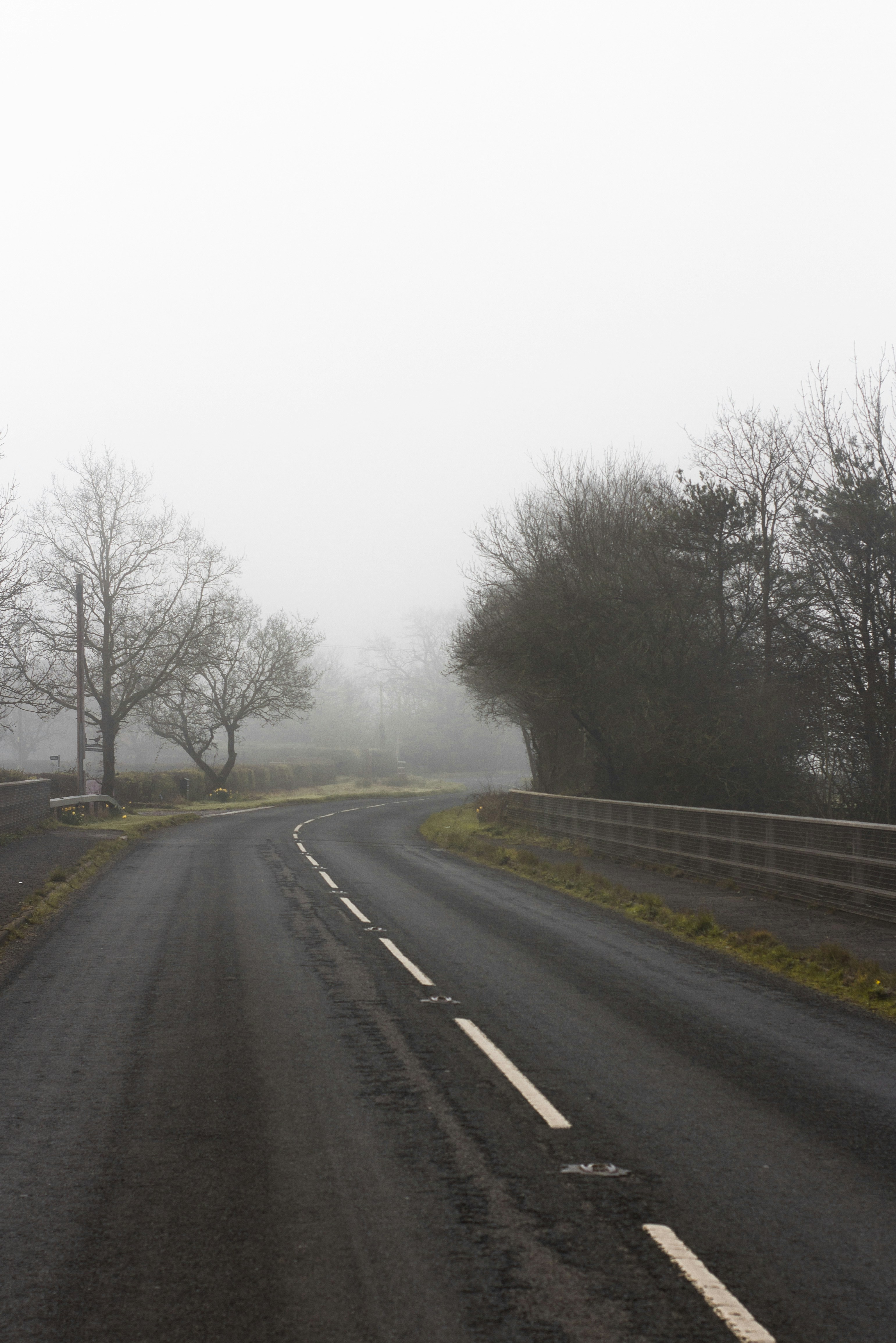 a foggy road with trees on both sides