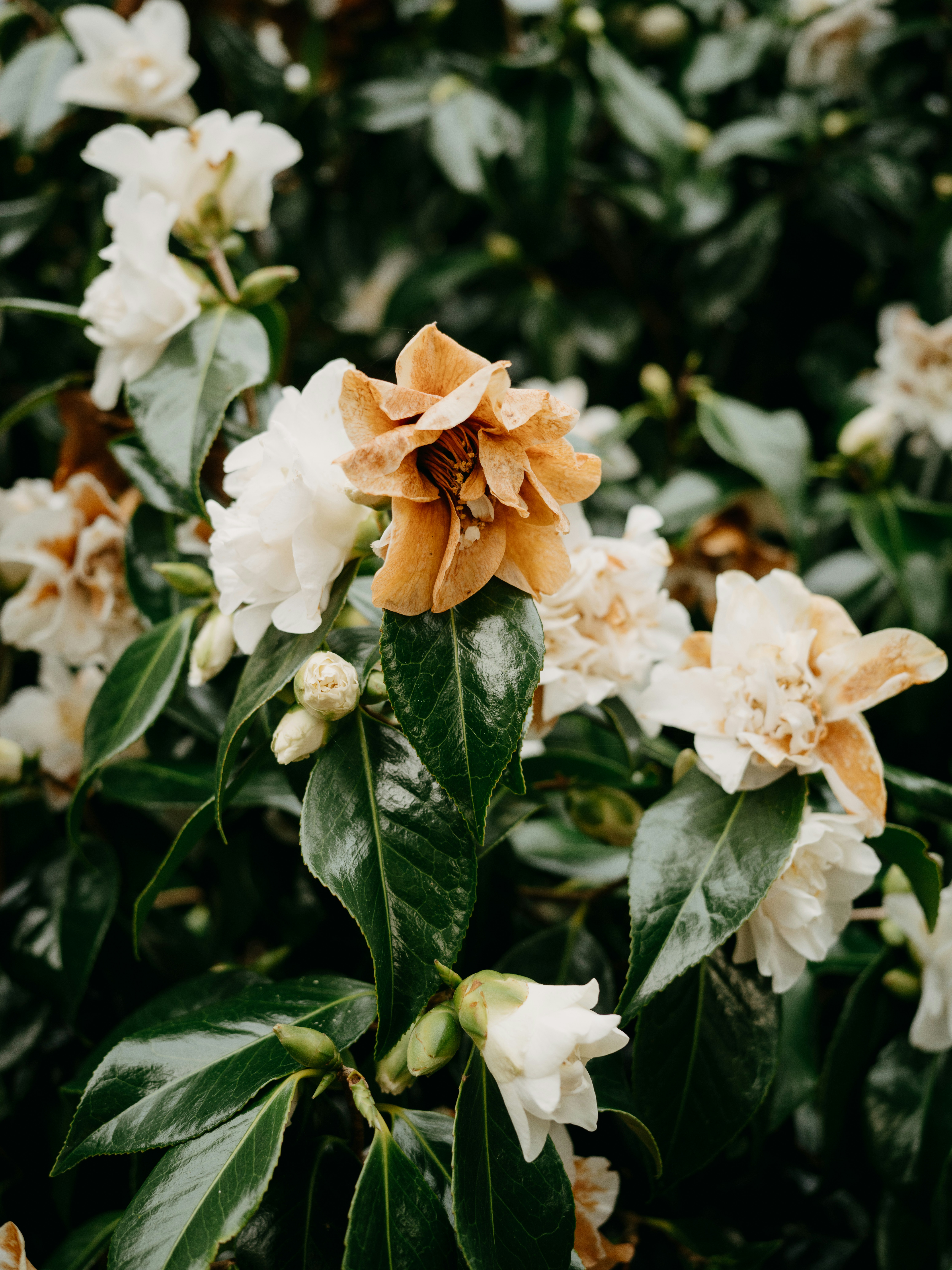 A close-up view of camellia flowers, showcasing a blend of white and orange hues among lush green leaves.