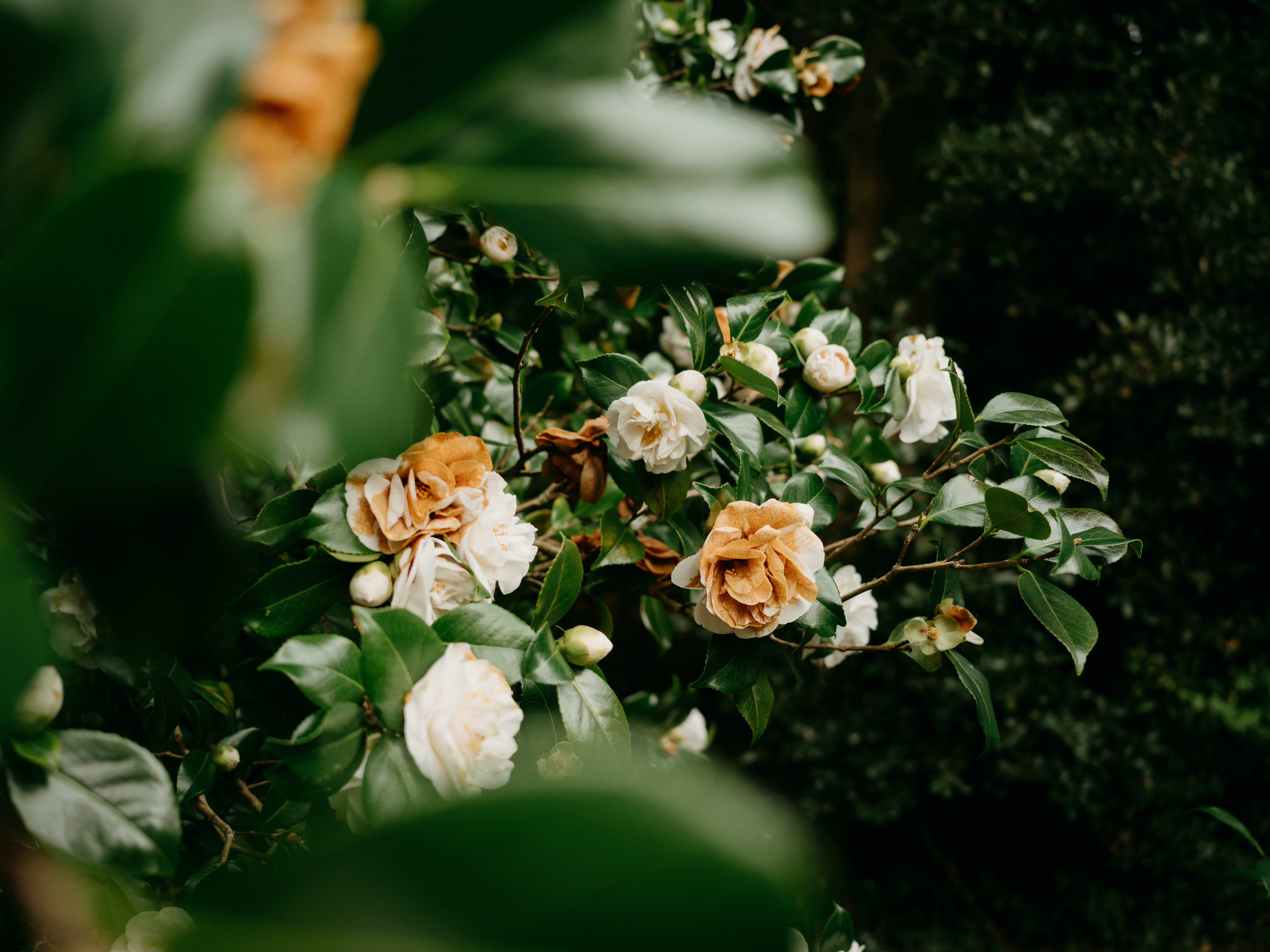 Delicate roses in varying shades of cream and rust nestled among lush green leaves, hinting at the transition of seasons.