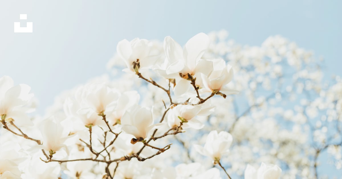 手前に白い花、背景に青い空を持つ木の写真 Unsplashの花の無料画像