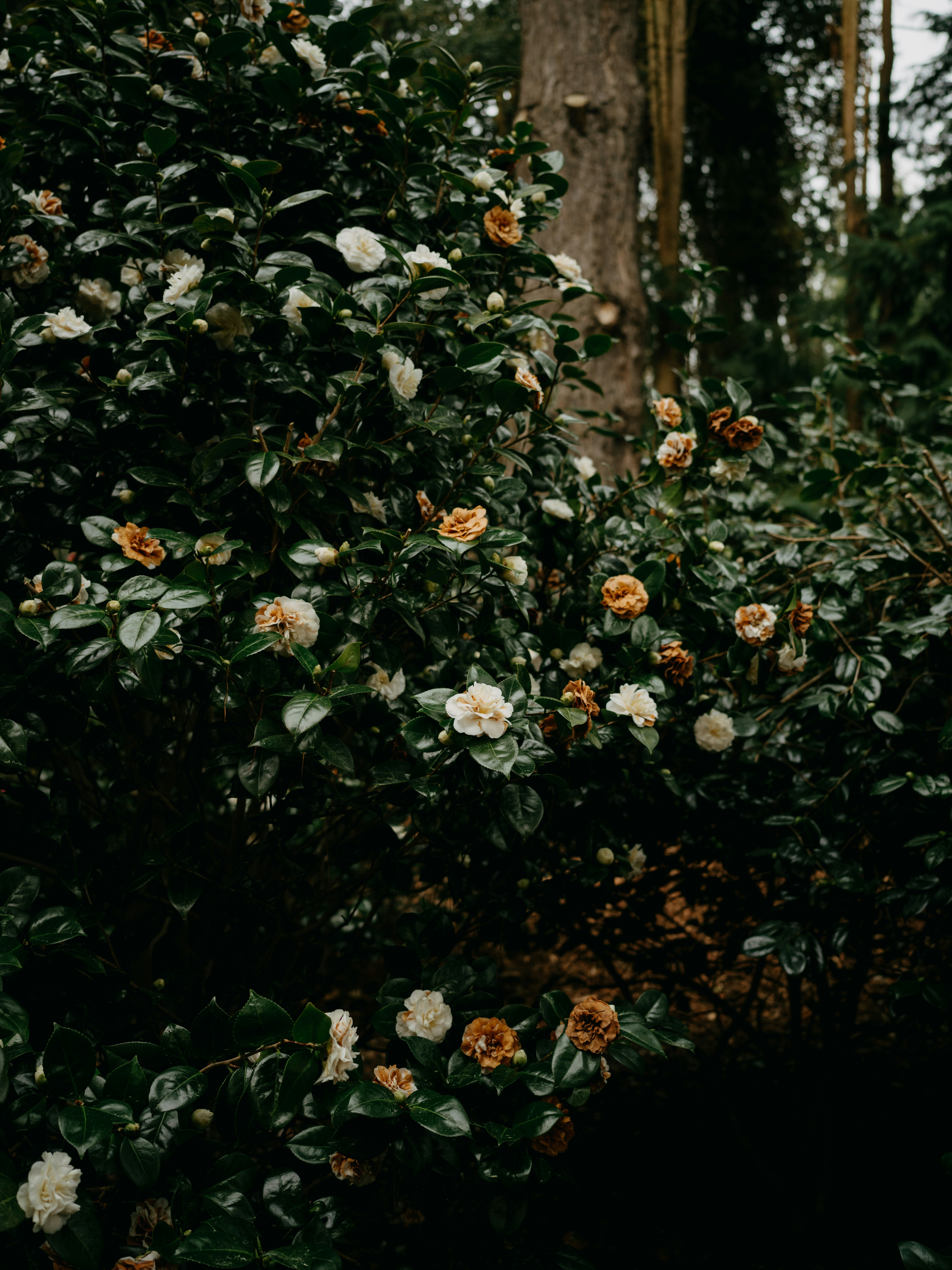 Muted Florals in a Quiet Garden