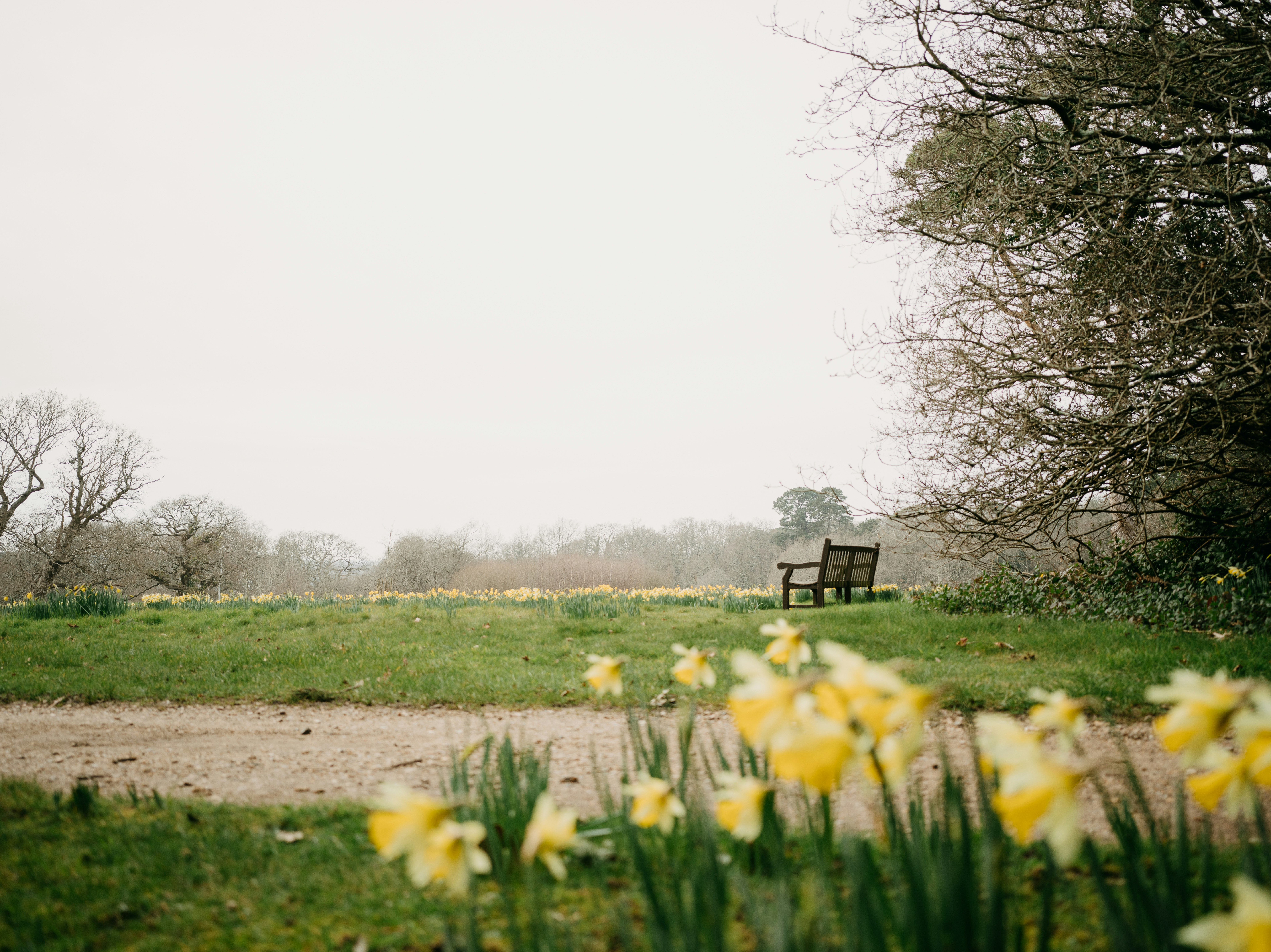 A park bench sitting in the middle of a field of daffodils photo – Free ...