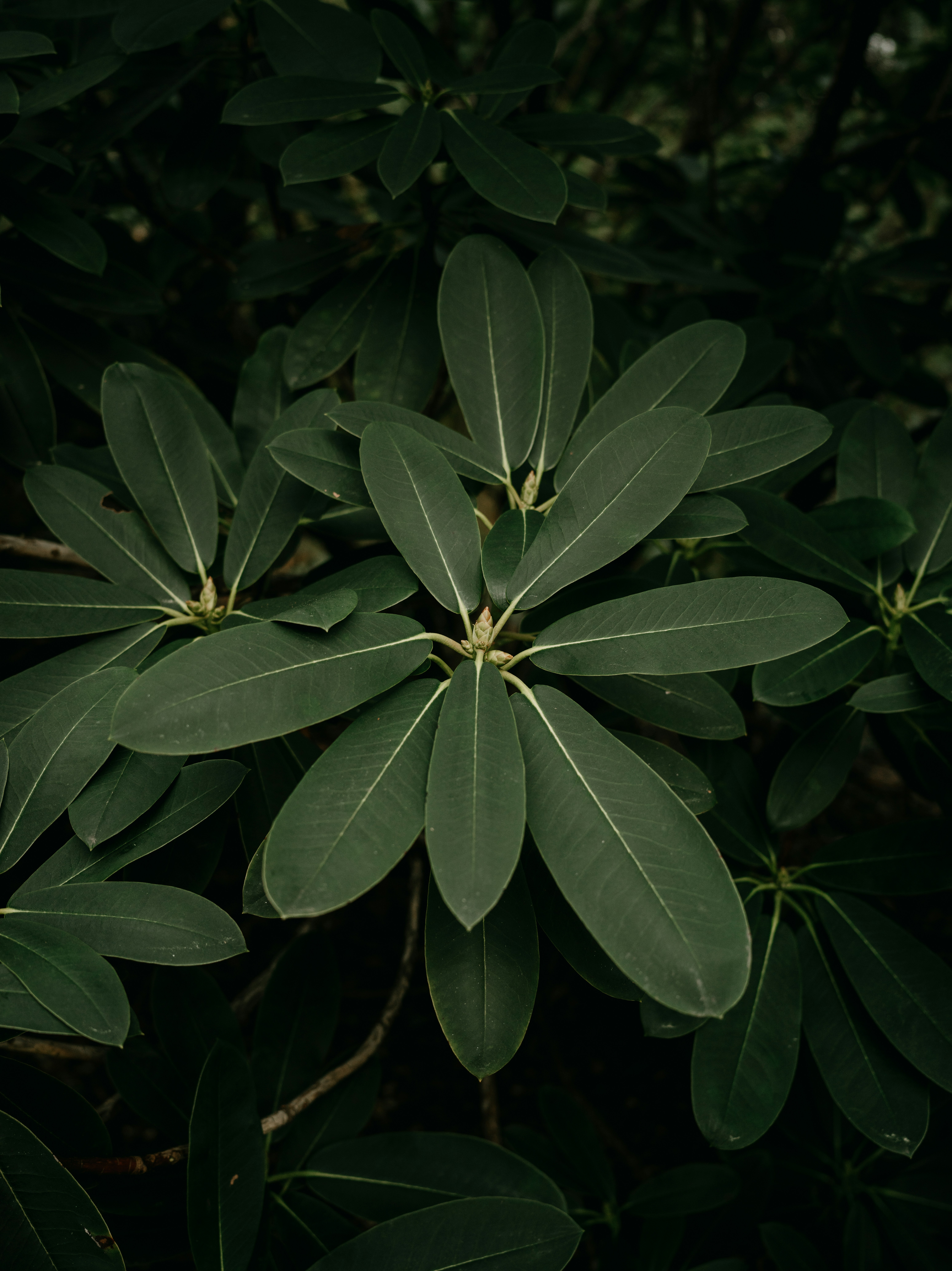 Close-up of lush green leaves showcasing their intricate textures and patterns. The composition emphasizes the natural beauty and diversity of foliage.