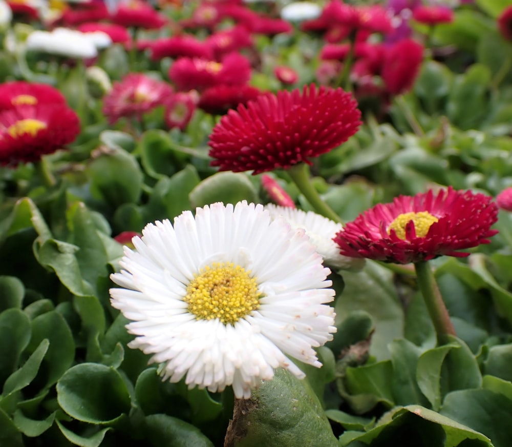 Un champ plein de fleurs rouges et blanches photo – Photo Marguerites ... Un champ plein de fleurs rouges et blanches photo – Photo Marguerites ...