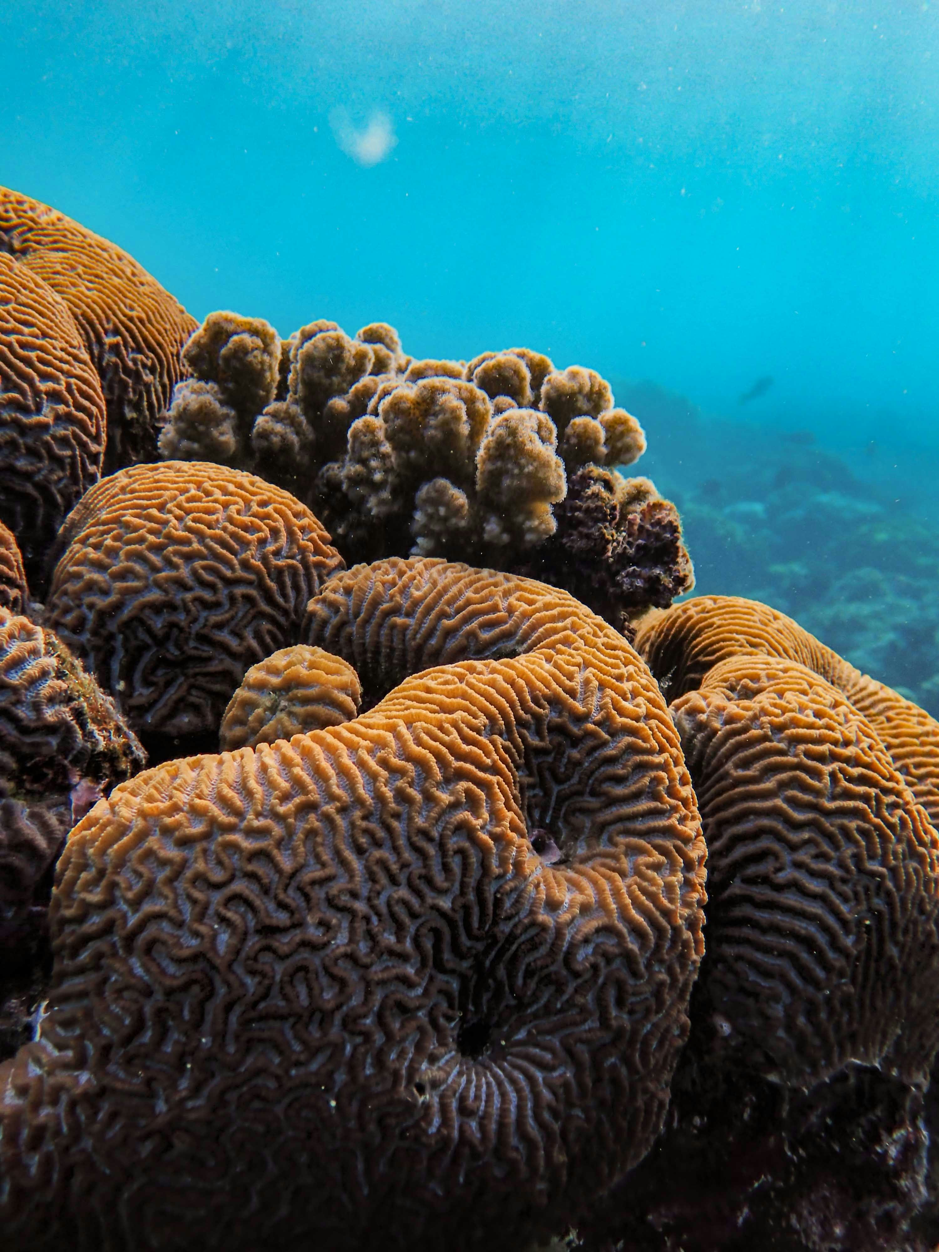 A bunch of corals that are under water photo – Free Nature Image on ...