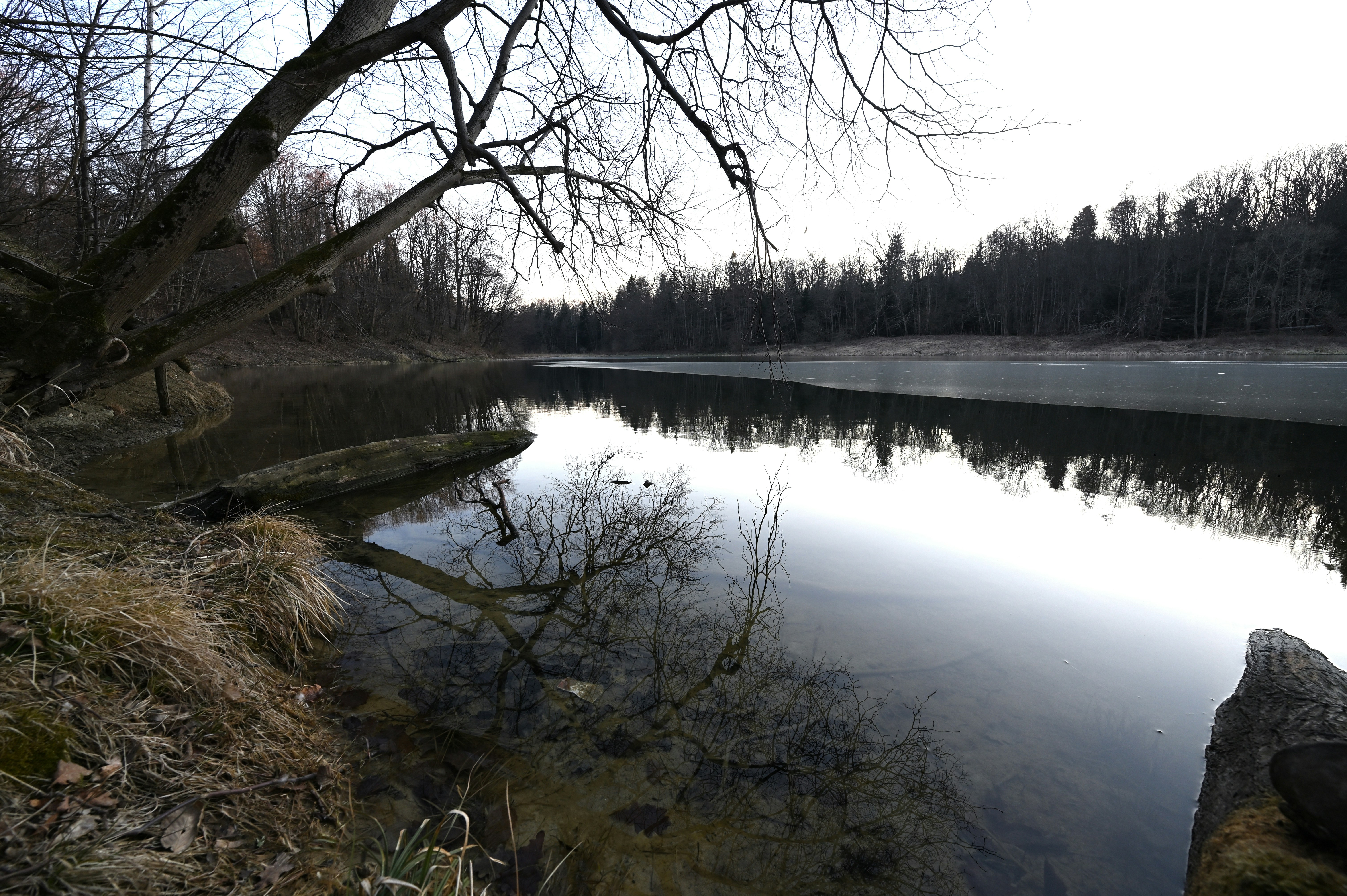 A body of water surrounded by a forest photo – Free Truskavets Image on ...