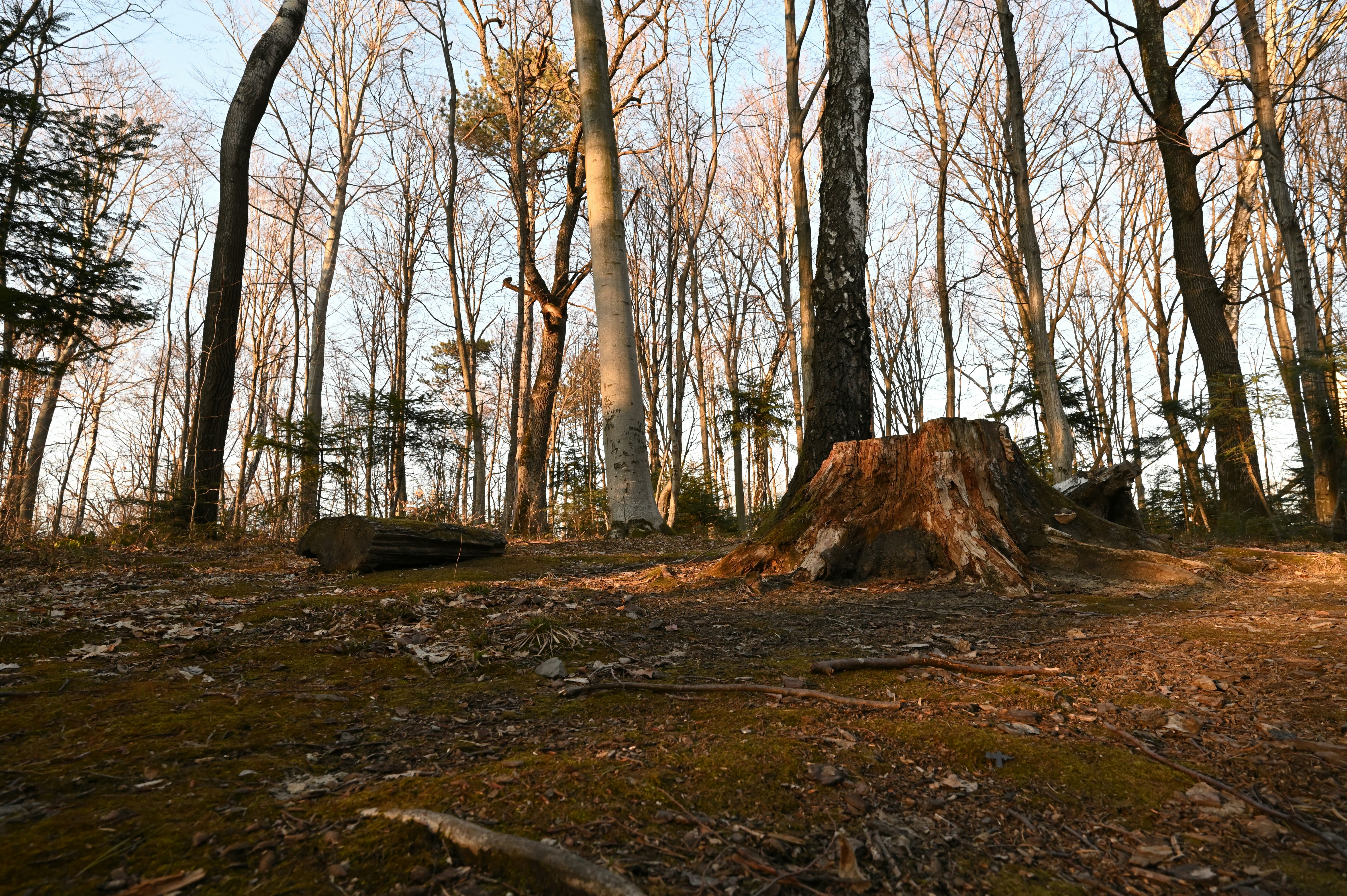 A tree stump in the middle of a forest photo – Free Lviv oblast Image ...