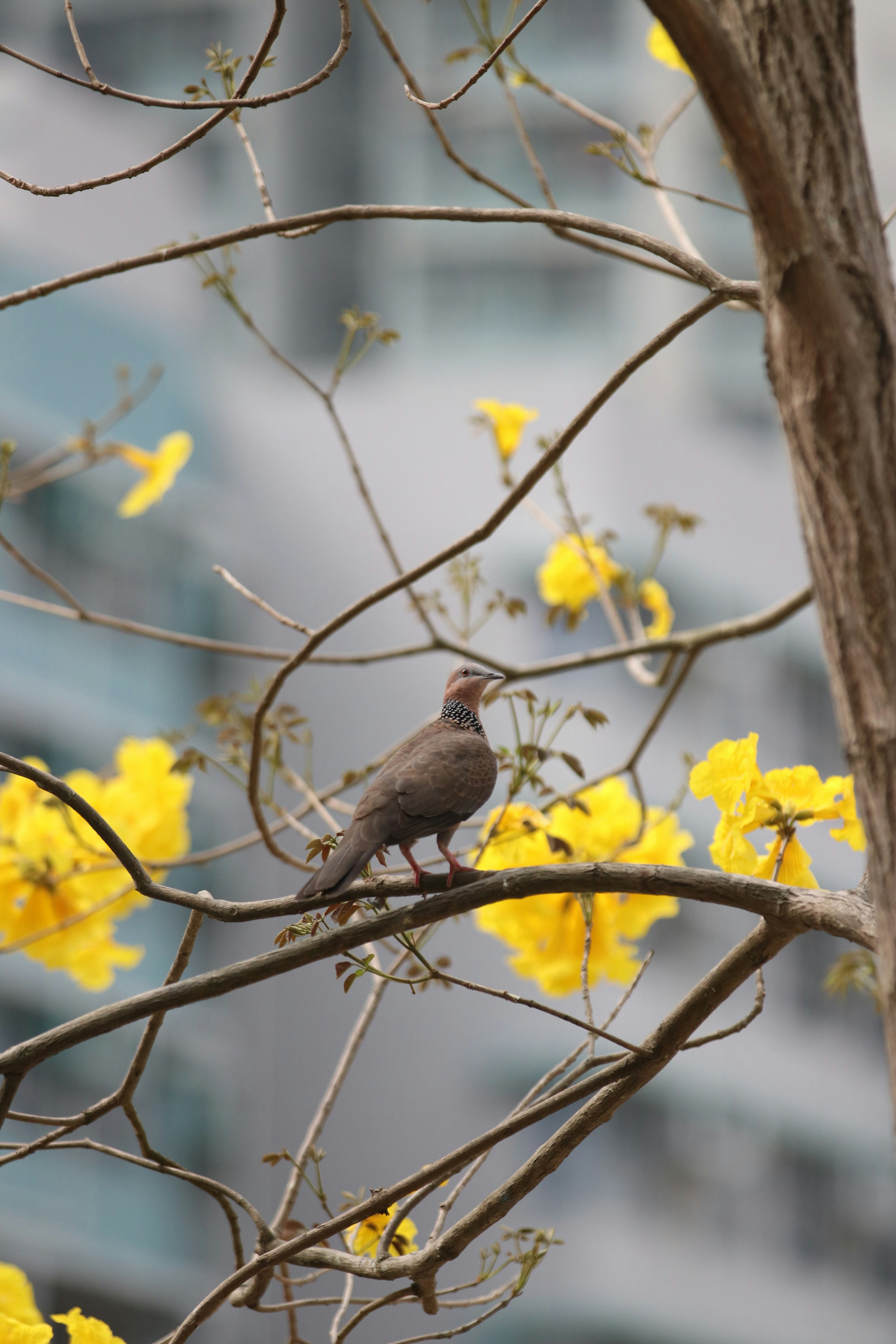 a bird sitting on a tree branch with yellow flowers