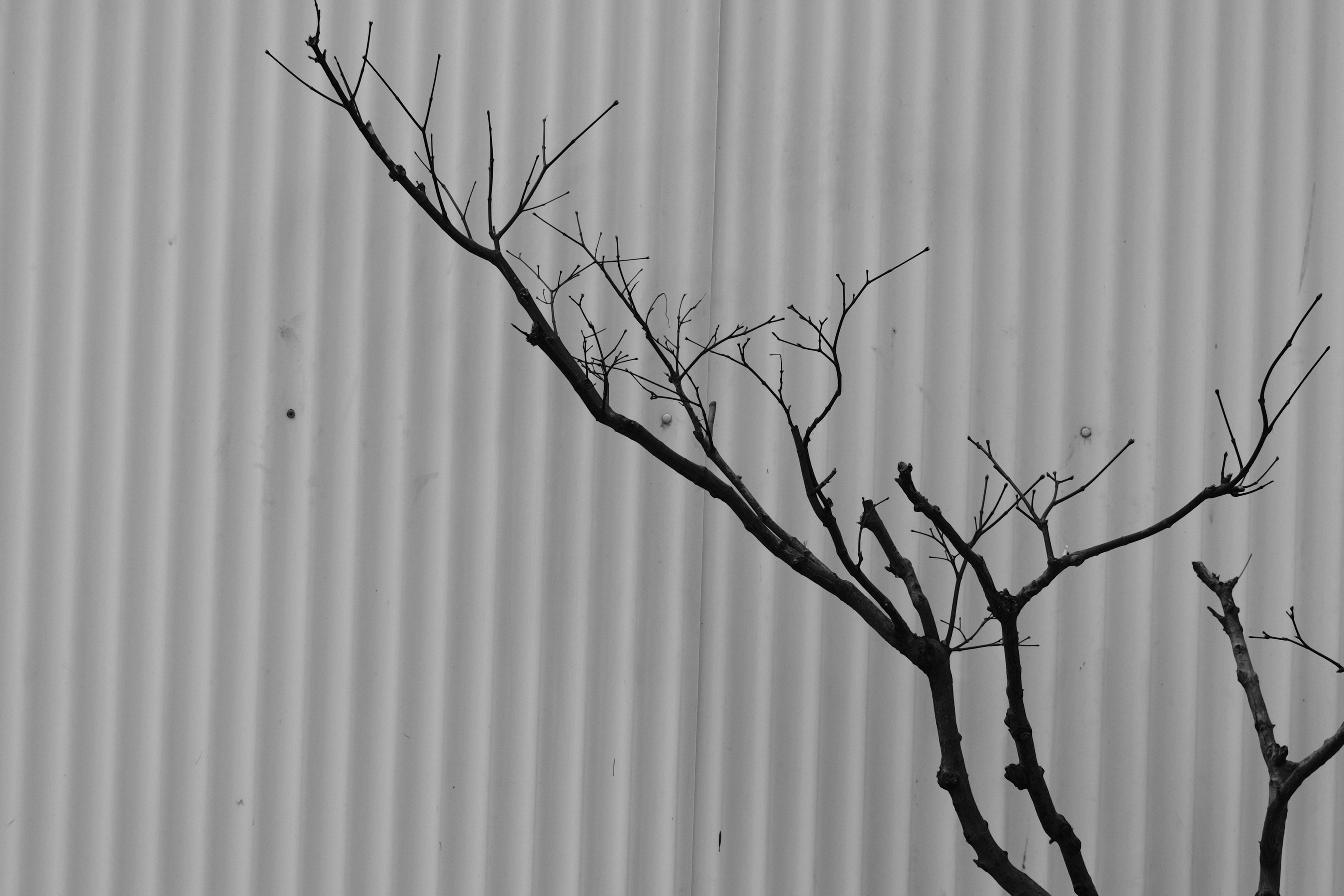 a black and white photo of a tree with no leaves