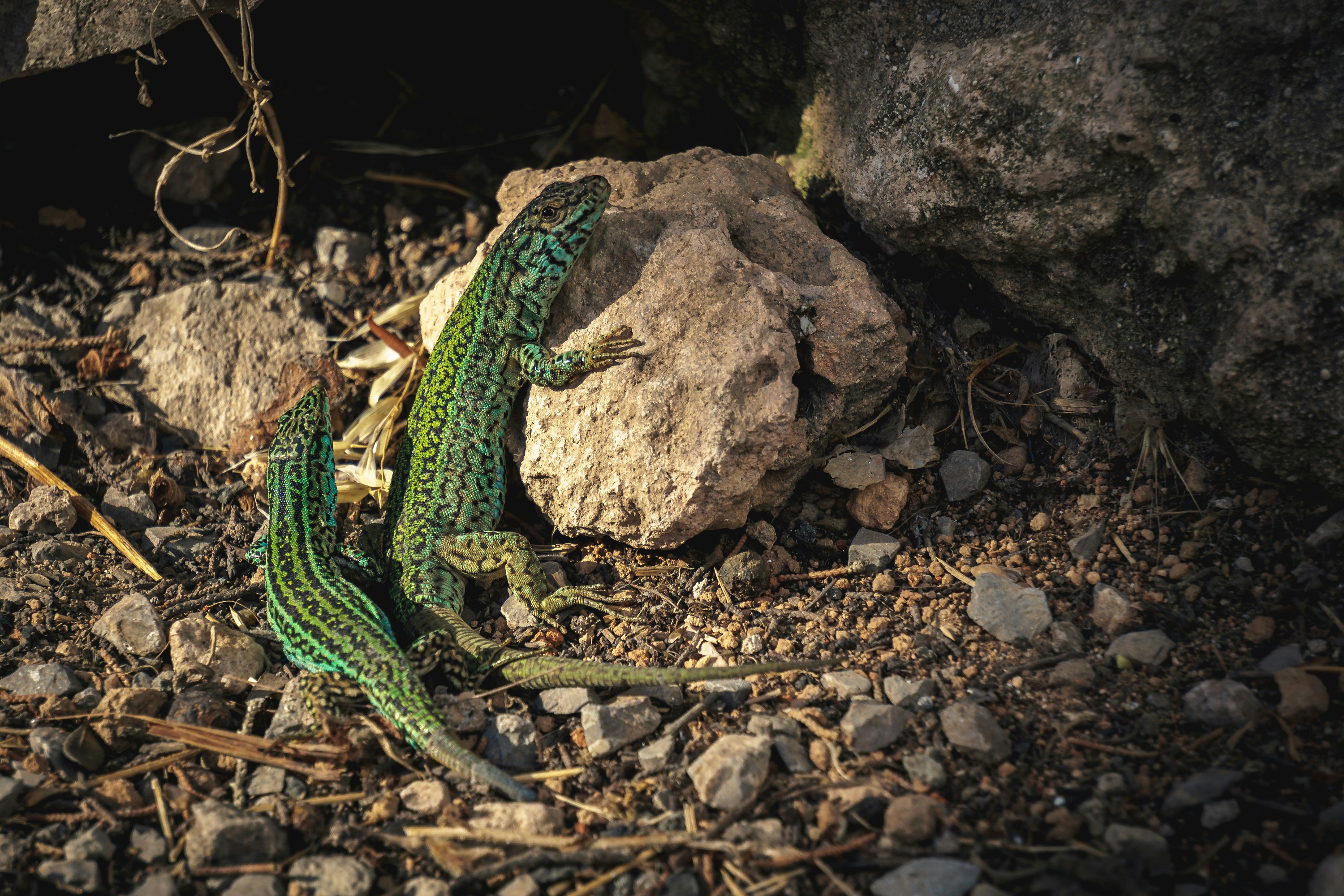 Lizards, Formentera