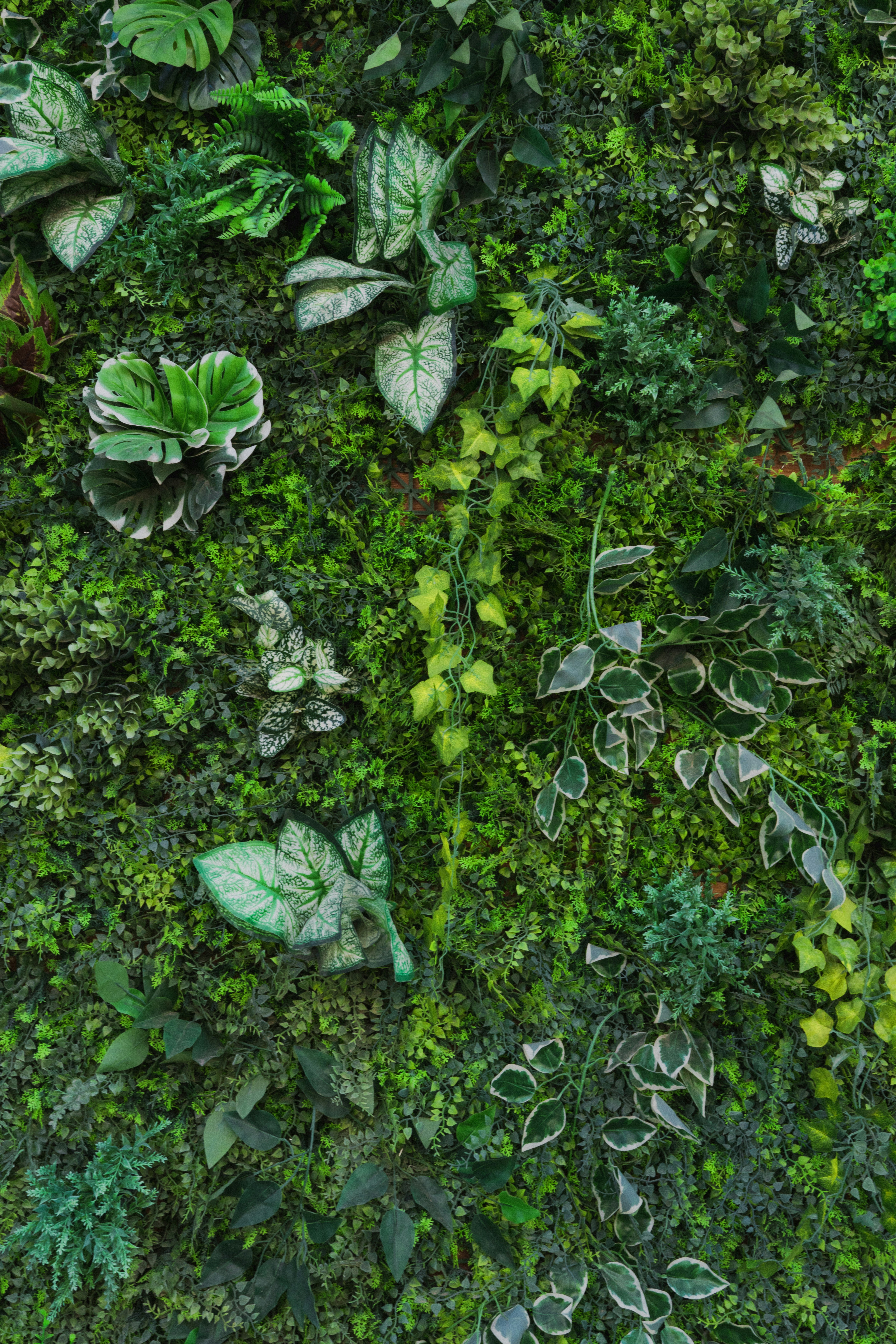 Lush green wall featuring a diverse array of plants and foliage, showcasing textures and shades of green.