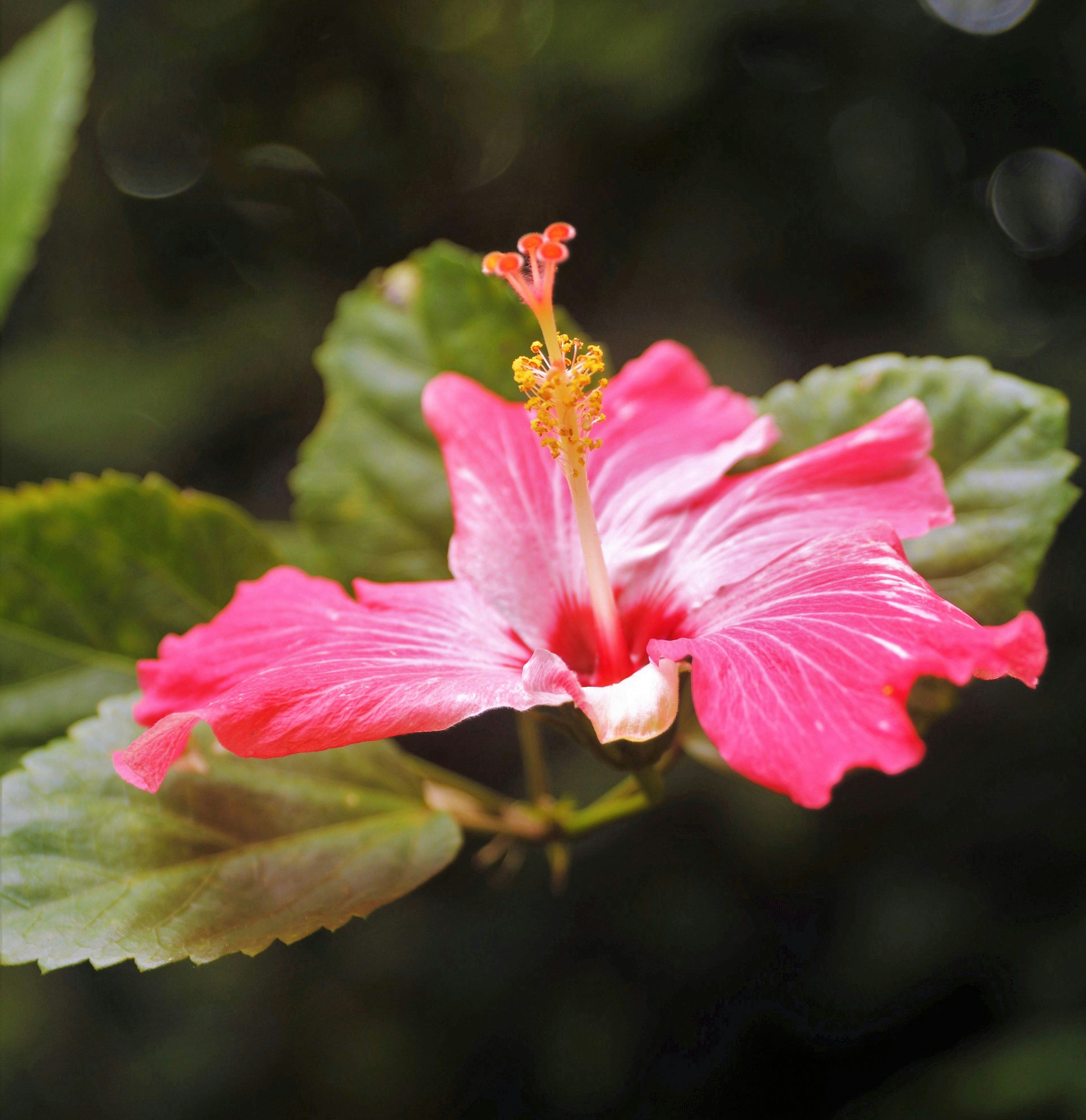 Close-up of a pink hibiscus flower showcasing its intricate petals and vibrant colors against a backdrop of lush green leaves.