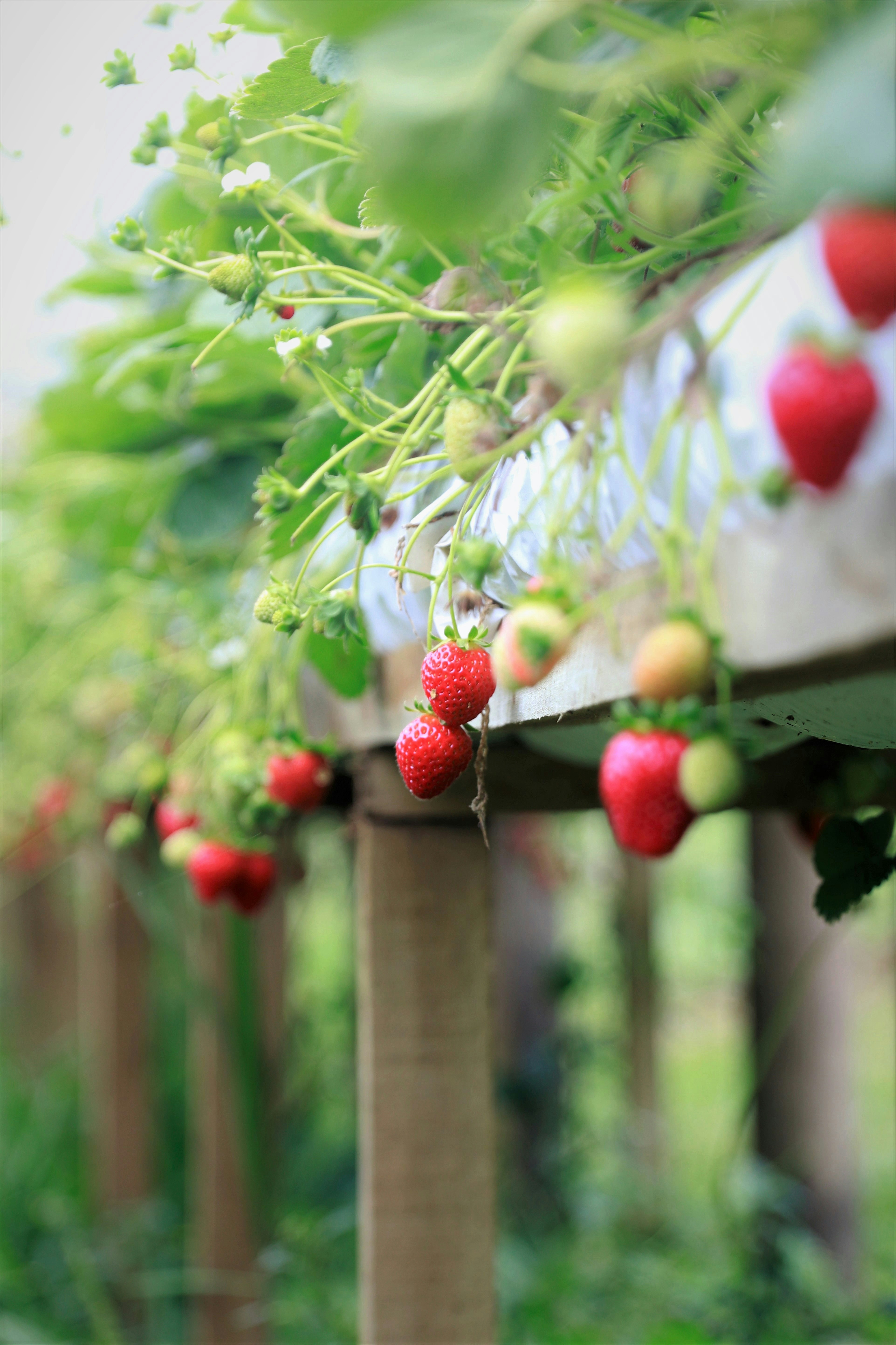A bunch of strawberries growing on a vine photo – Free Rs Image on Unsplash