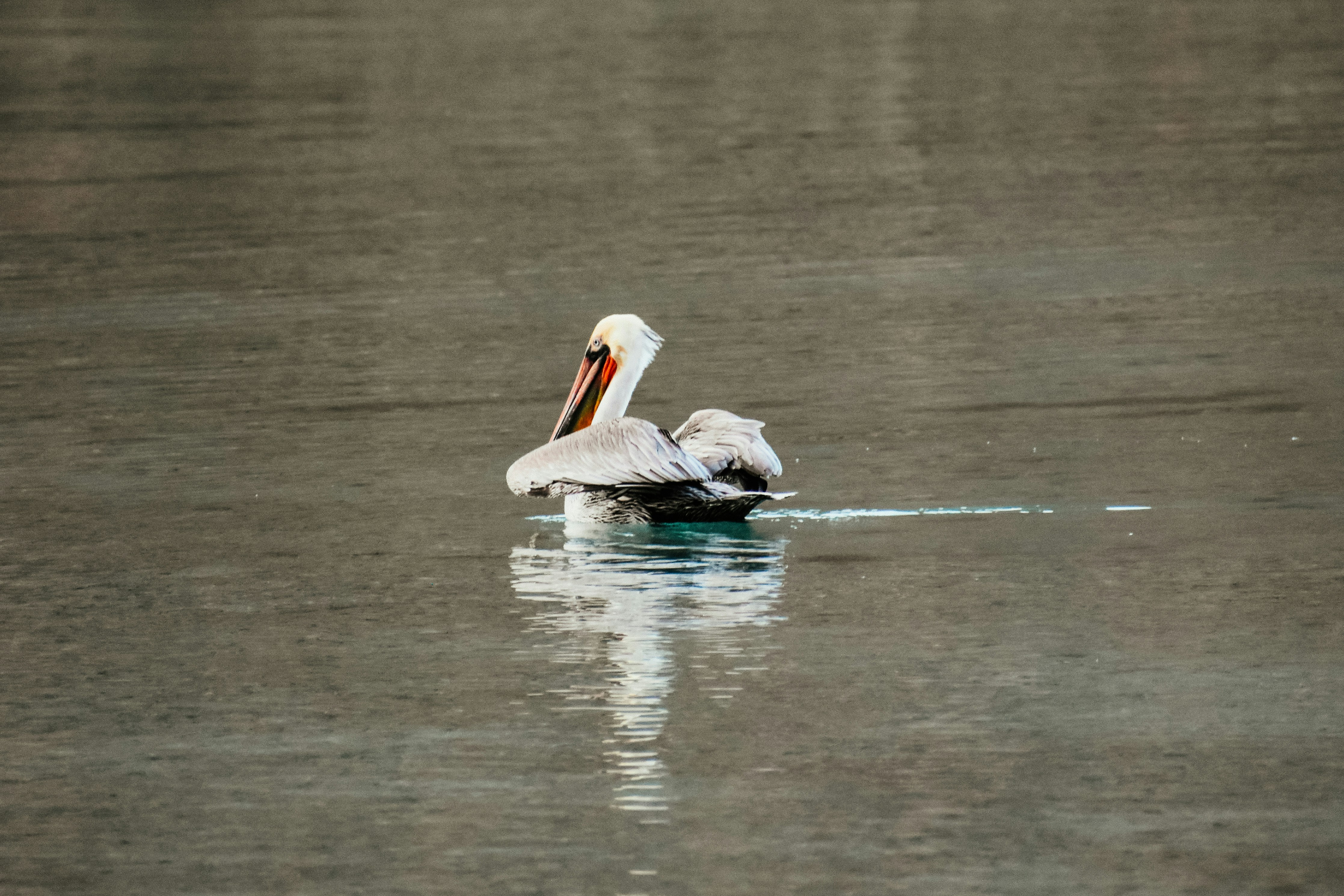 Serene Drift on Glassy Waters