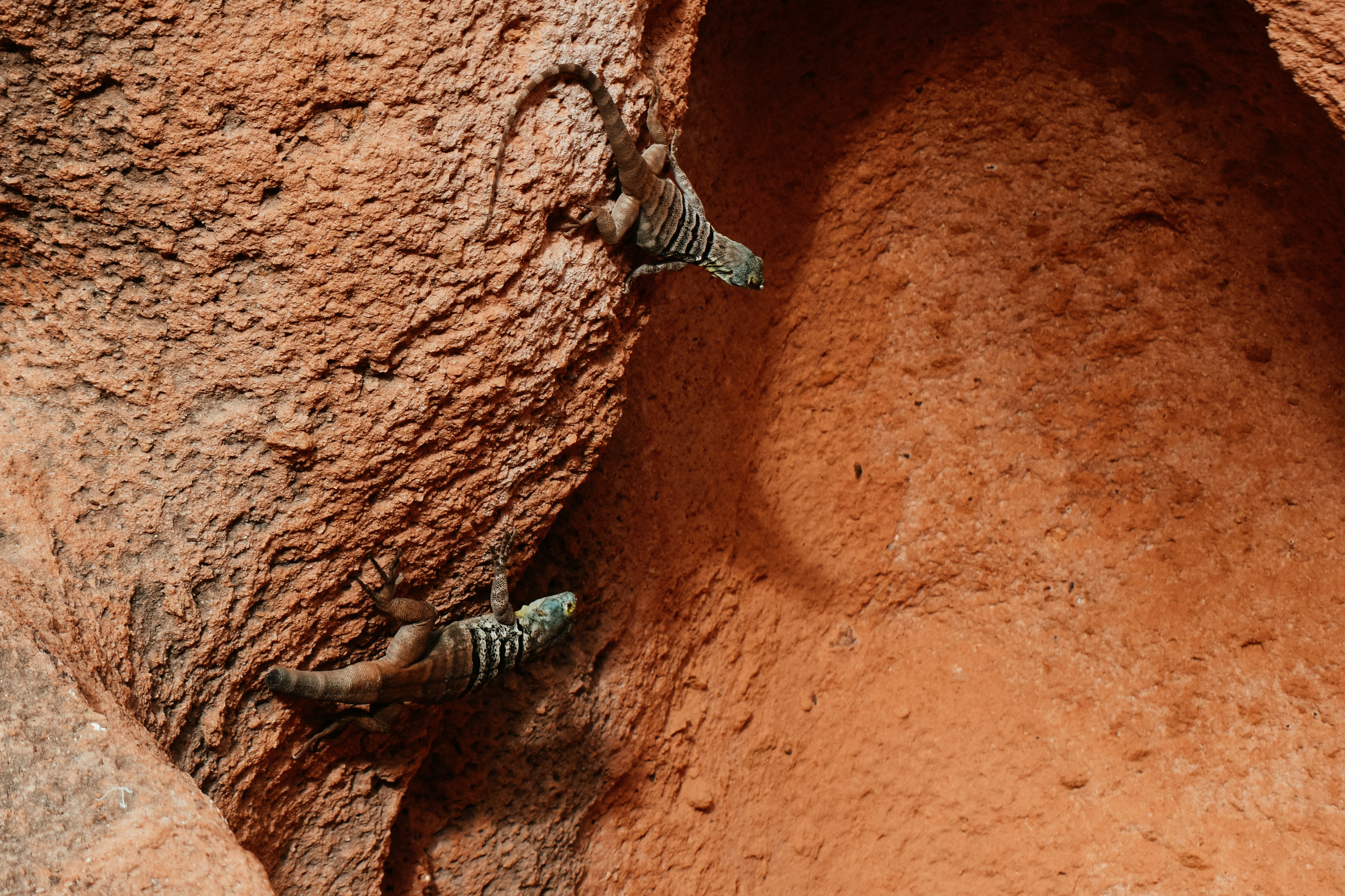 Twin Crabs on a Rust Ridge: Minute Life on a Canyon Wall