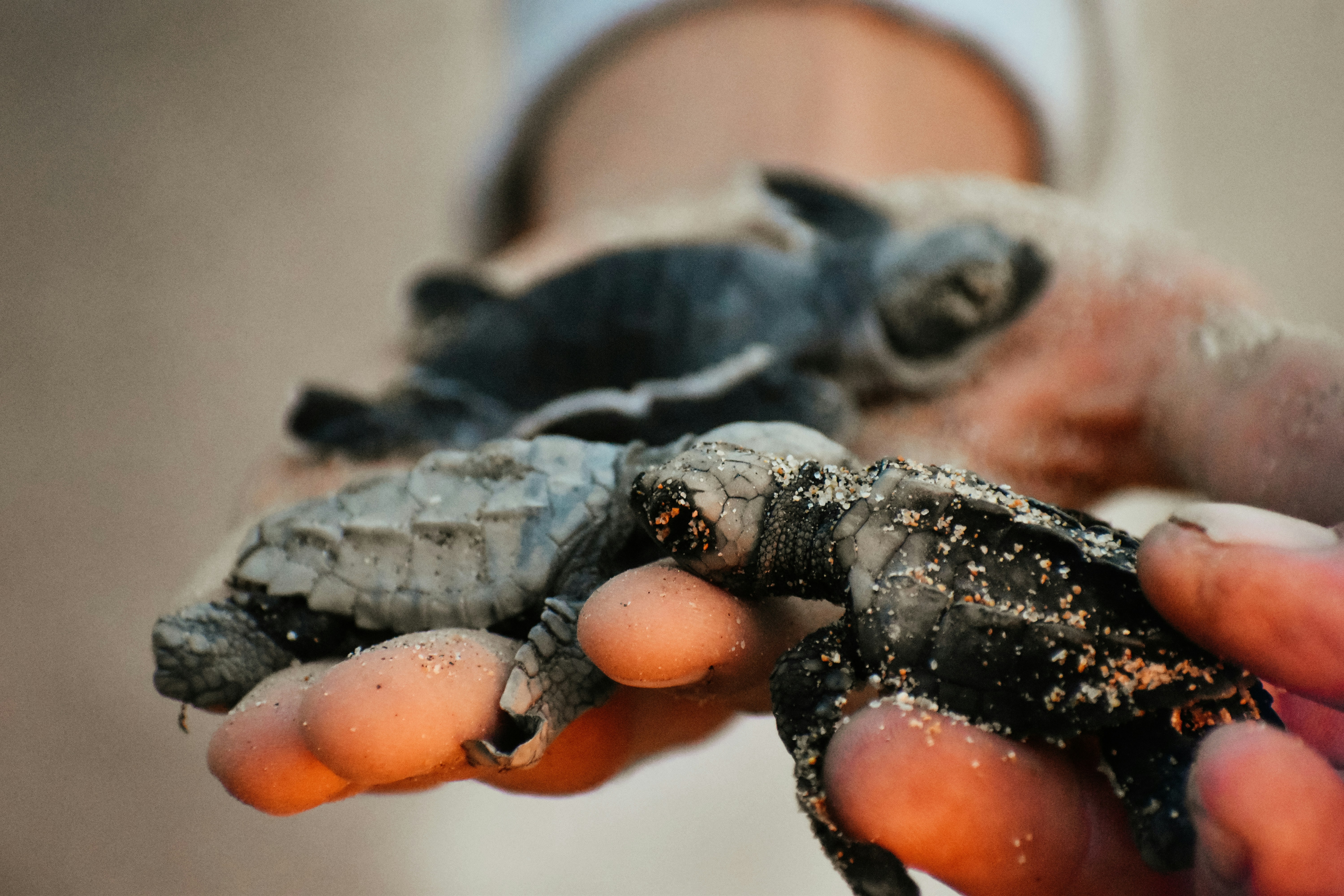 A person holding a baby turtle in their hands photo – Free Todos santos ...