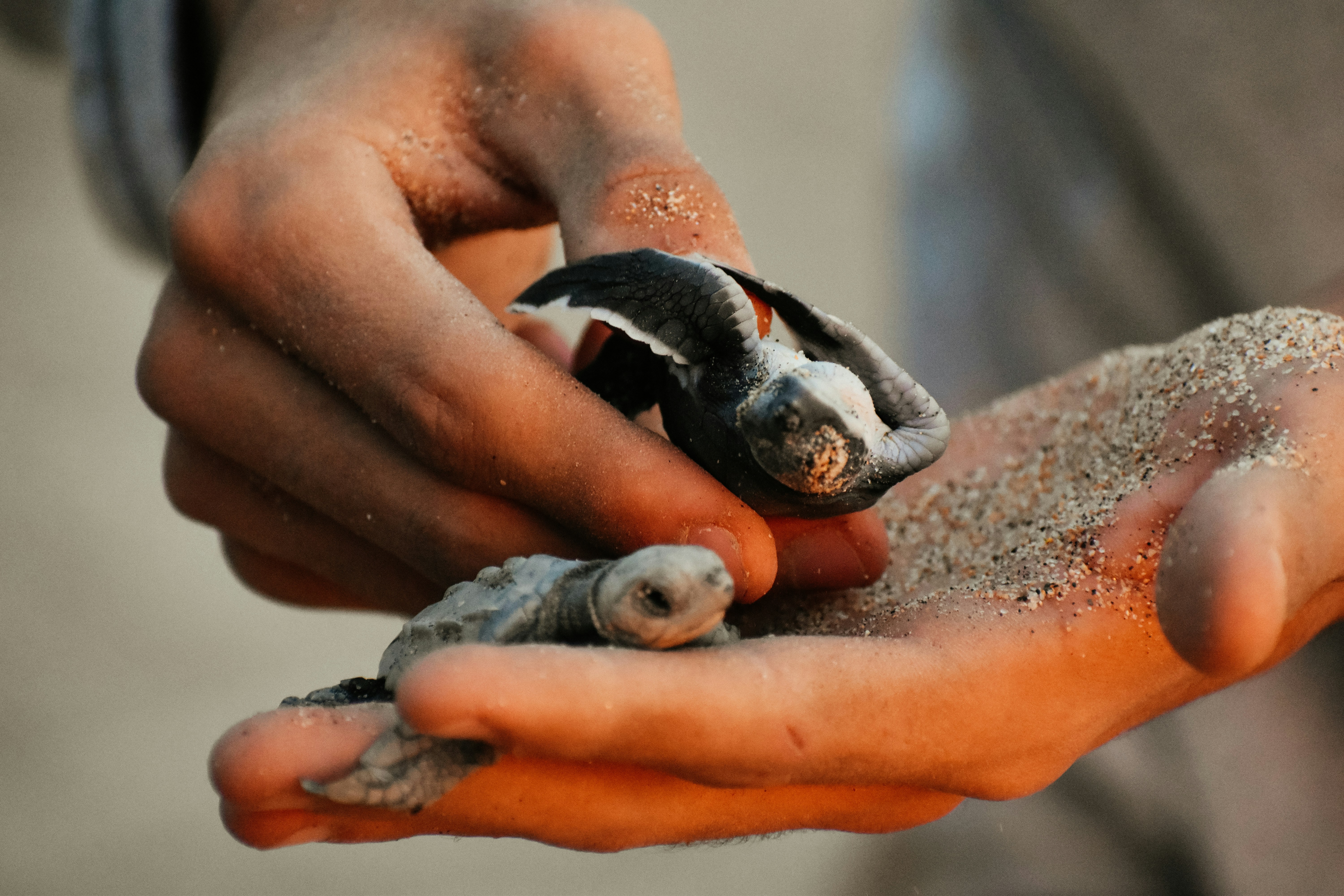 A person holding a baby bird in their hands photo – Free Bcs Image on ...