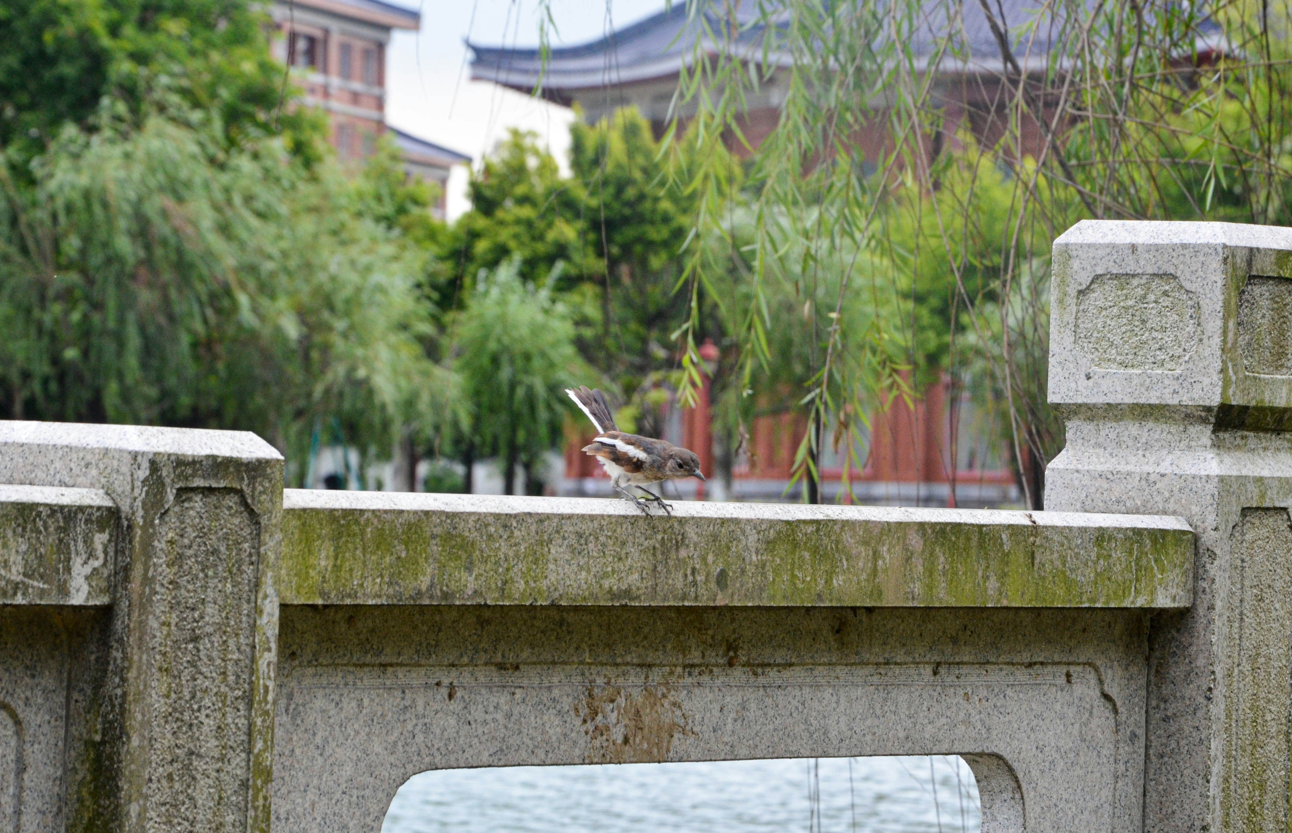 Hi birdy