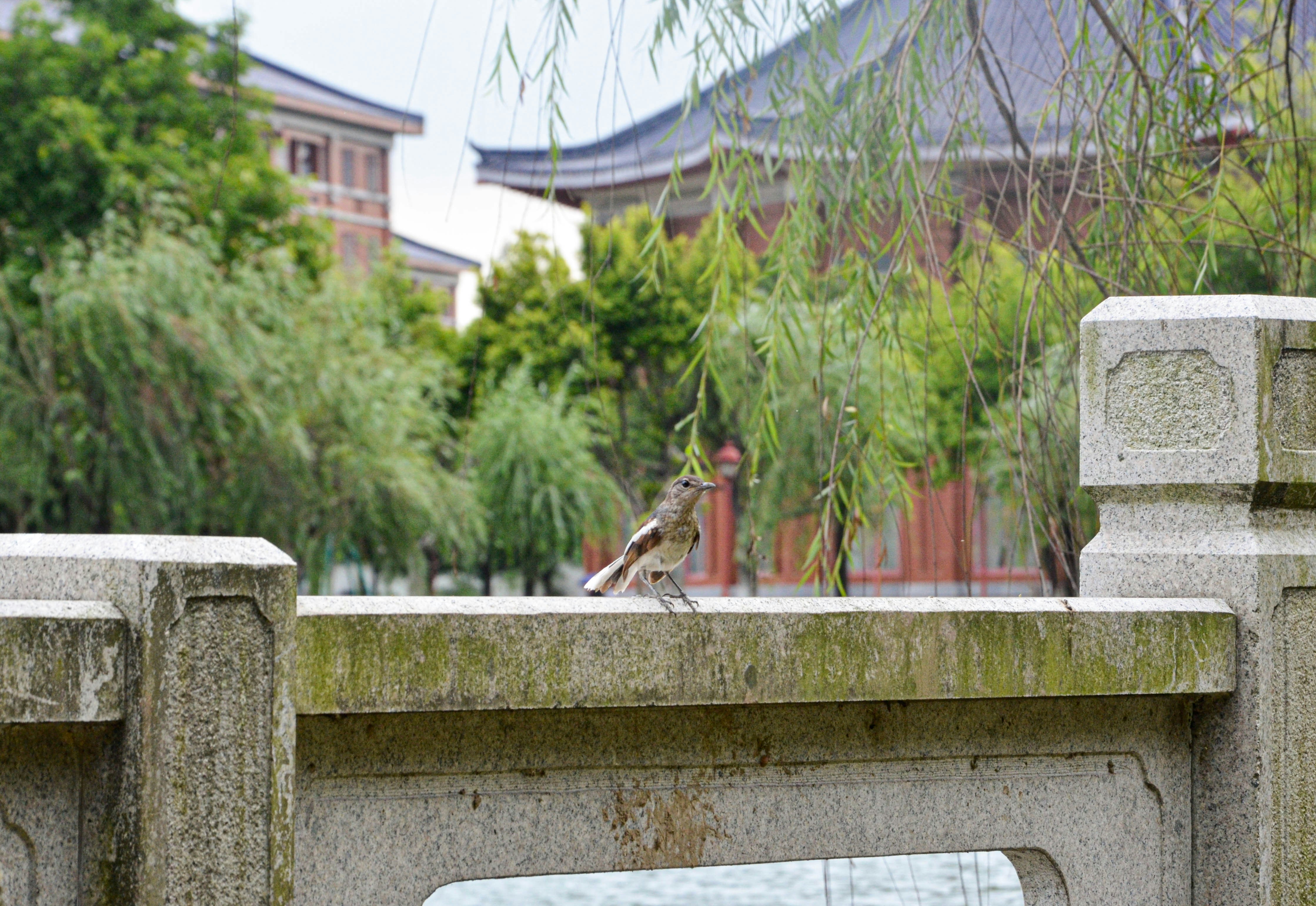 Sparrow on a Weathered Balustrade: A Quiet Temple Courtyard Framed by Willows