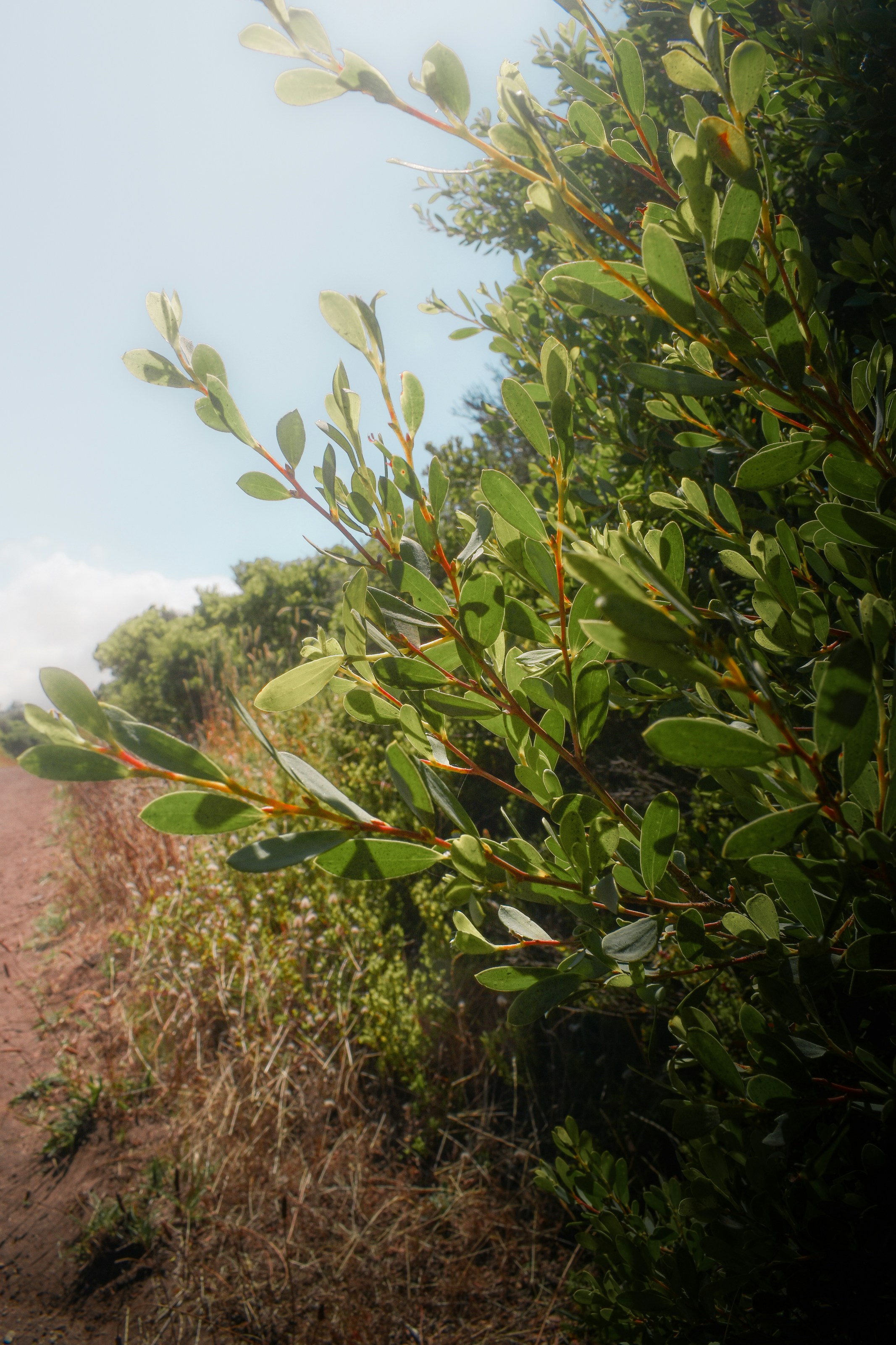 Un buisson avec des feuilles vertes sur le bord d’un chemin de terre ...