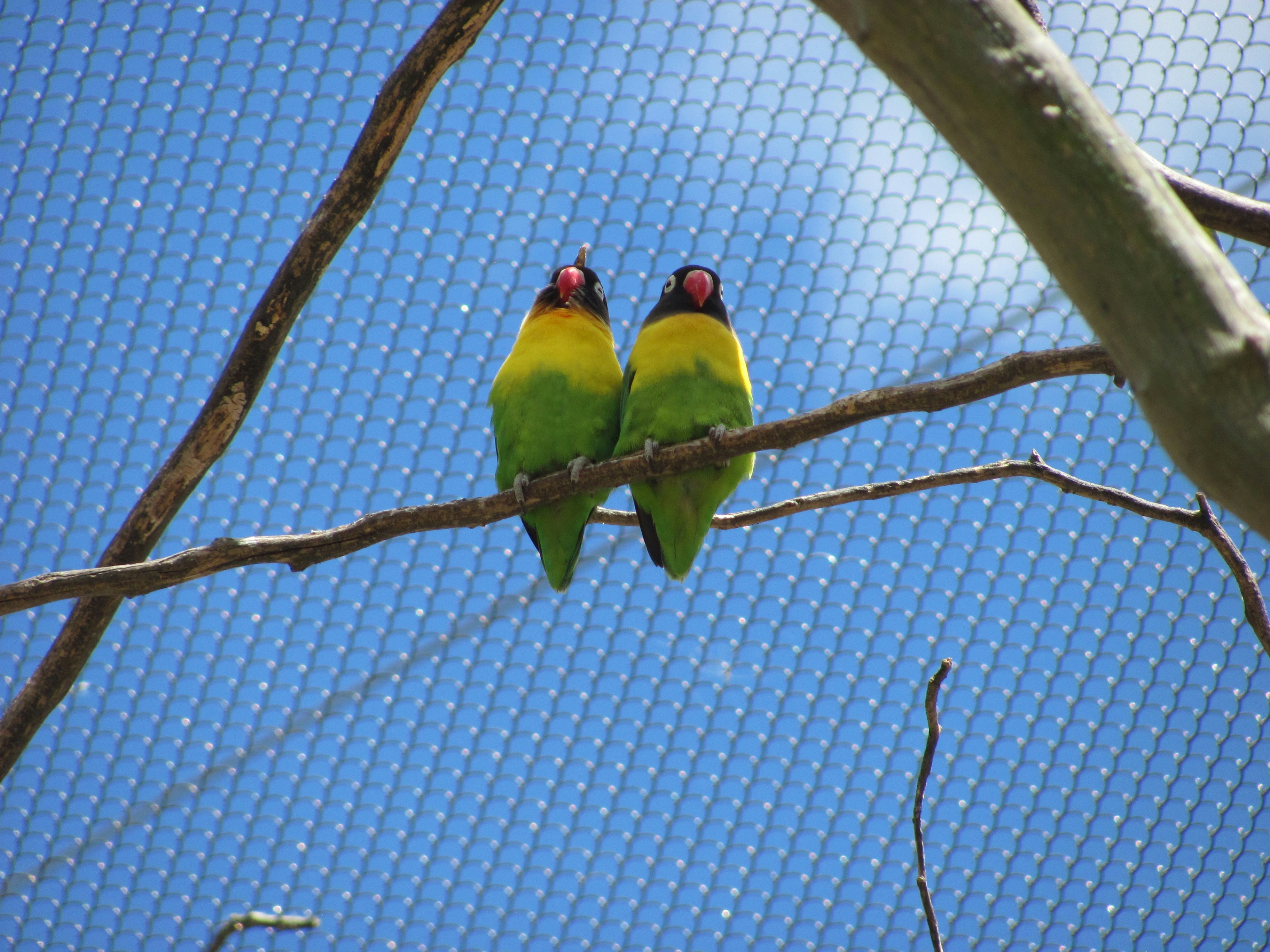 Two vibrant parrots perched closely on a branch, showcasing their vivid plumage against a backdrop of blue sky and netting.