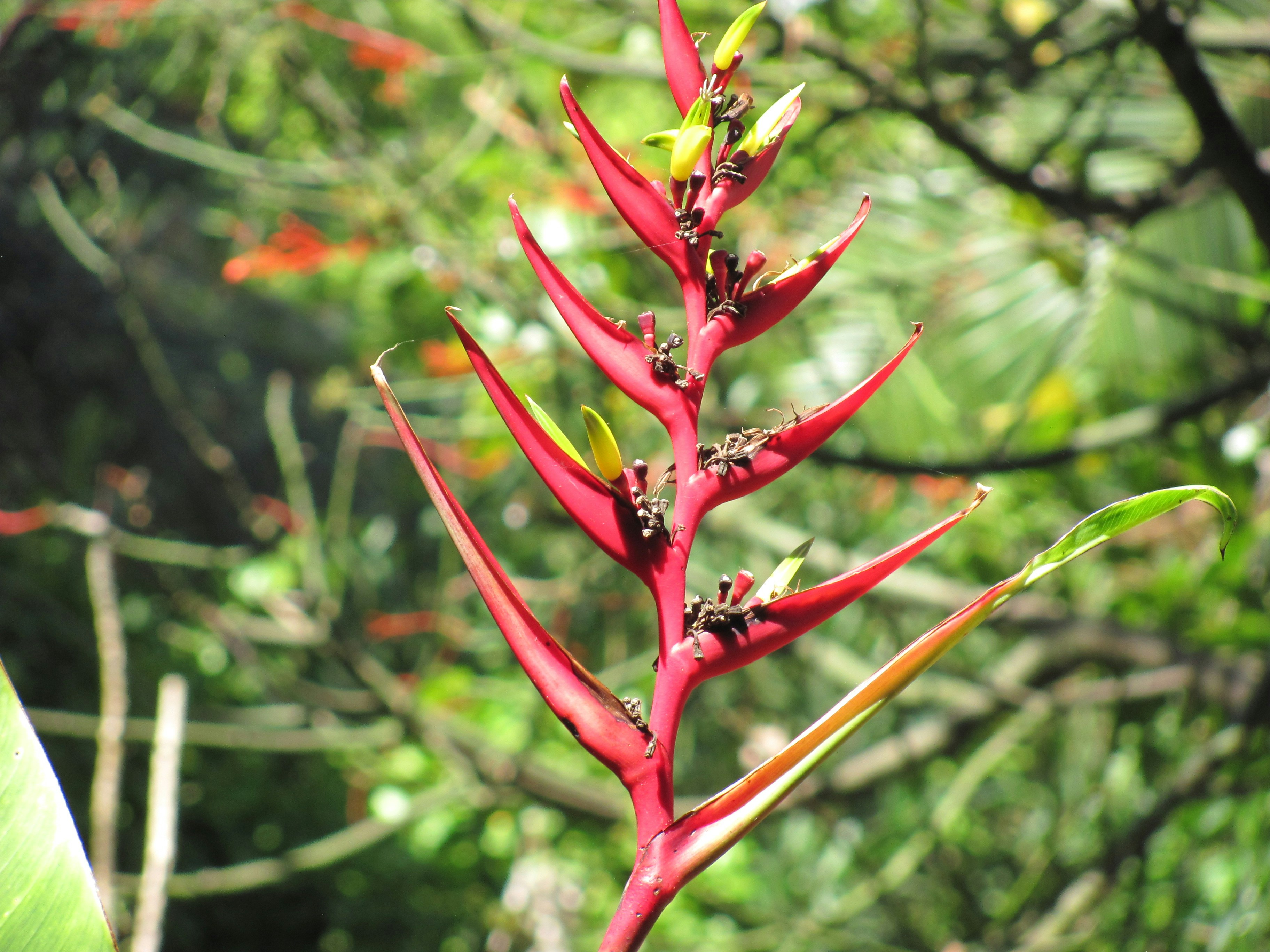 Nectar Thorns Pictures | Download Free Images on Unsplash