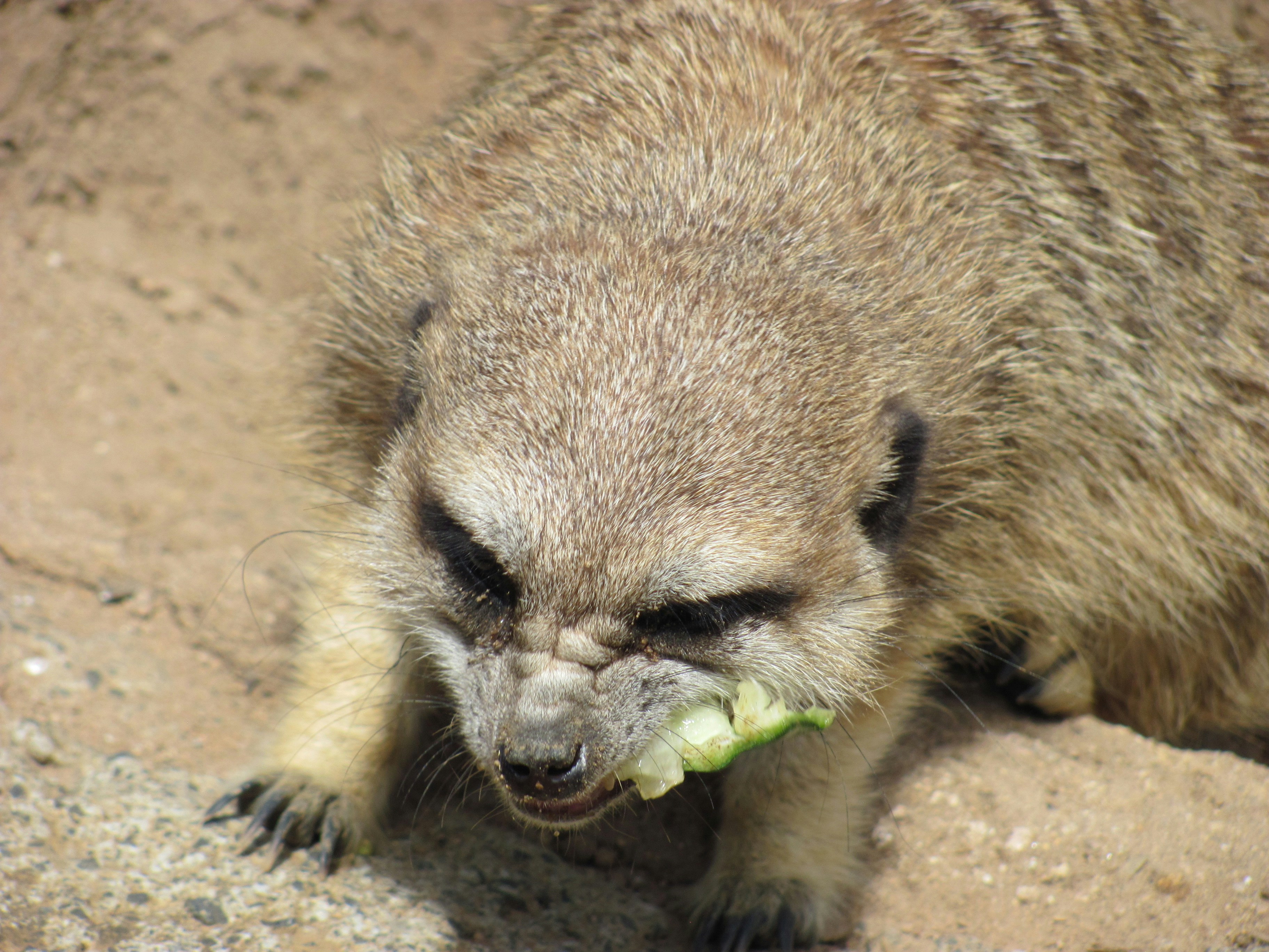 Close-up photograph of a marmot with a leaf in its mouth on sandy ground.