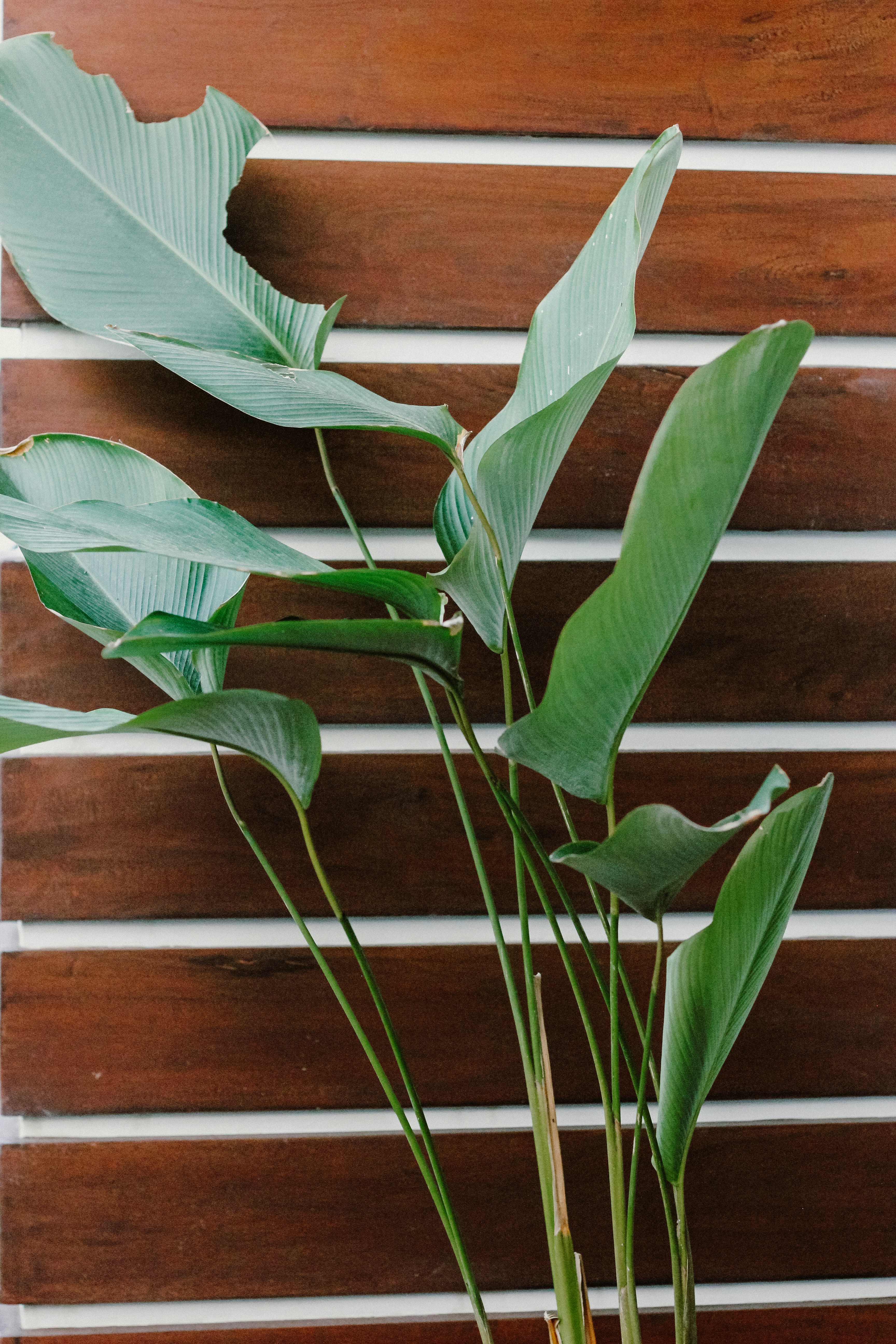 a potted plant sitting on top of a wooden table
